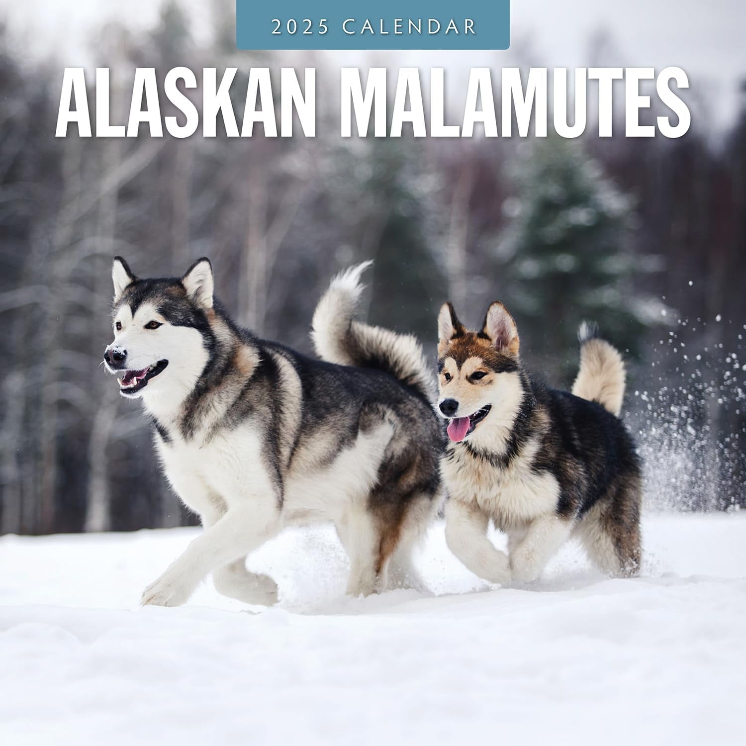 Red Robin 2025 Alaskan Malamutes Wall Calendar, Premium Paper, Hangable ...