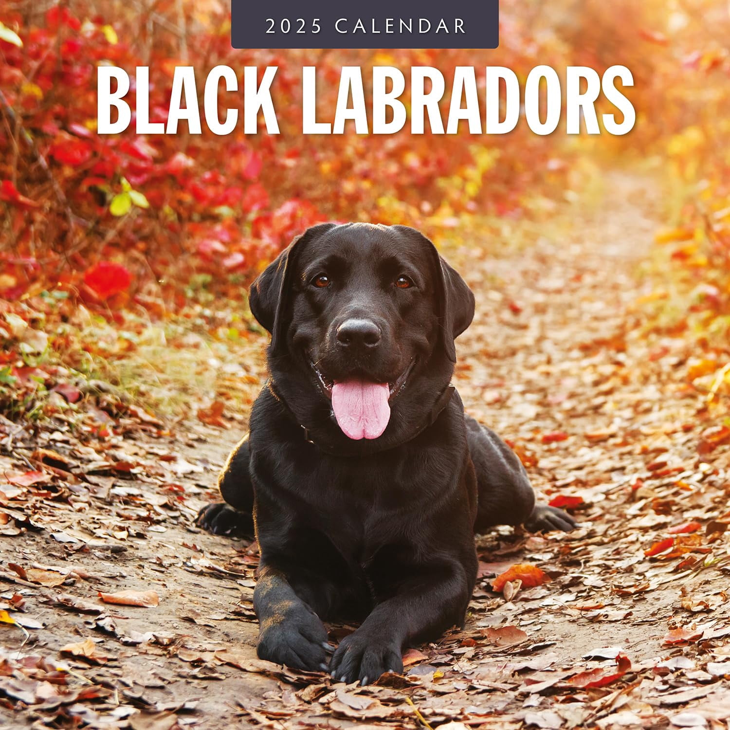 Red Robin 2025 Black Labradors Wall Calendar, Premium Paper, Hangable ...