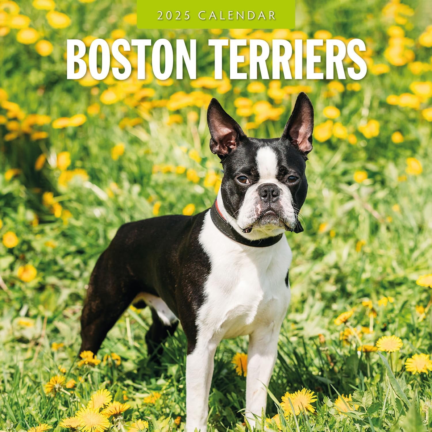 Red Robin 2025 Boston Terriers Wall Calendar, Premium Paper, Hangable ...