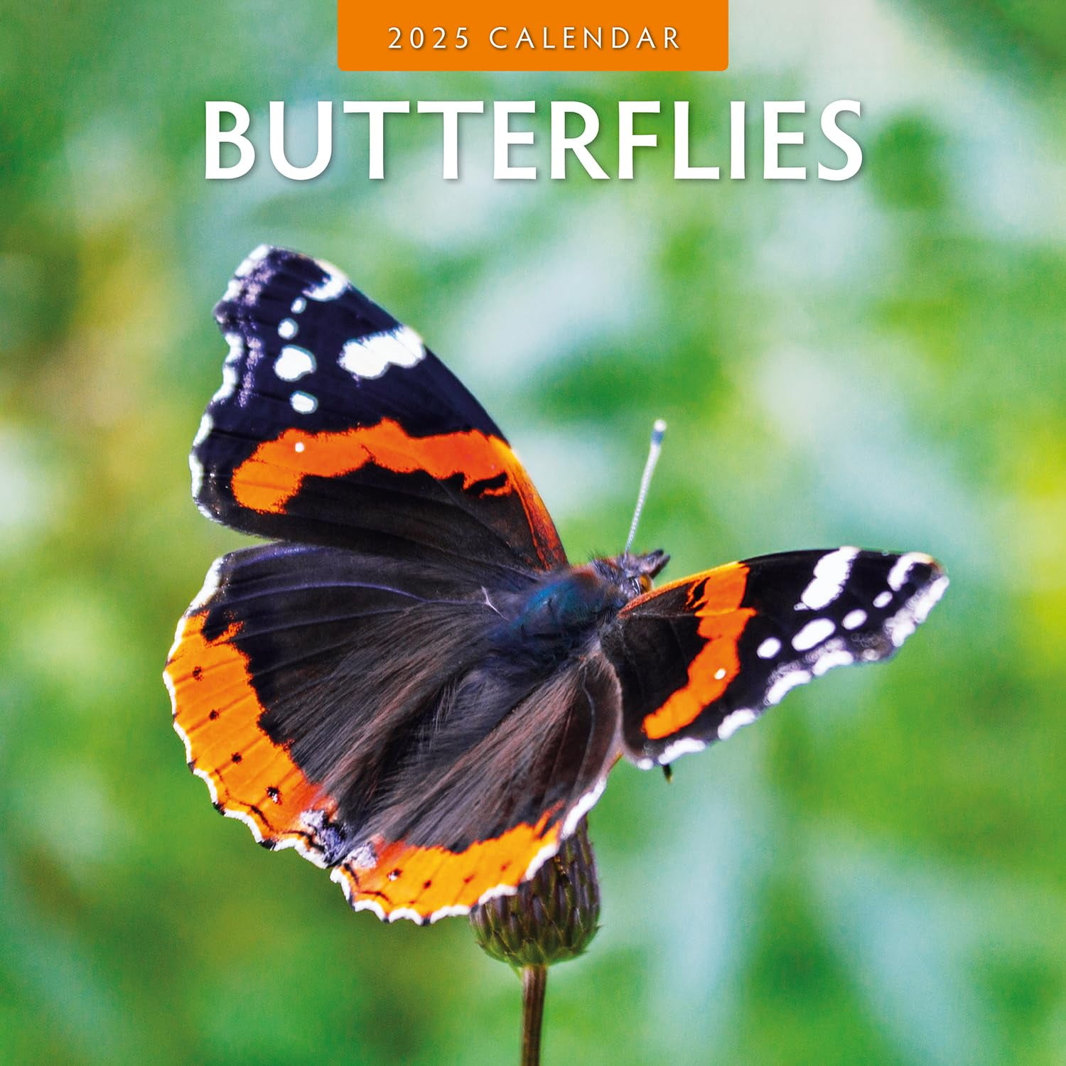 Red Robin 2025 Butterflies Wall Calendar, Premium Paper, Hangable 12 ...