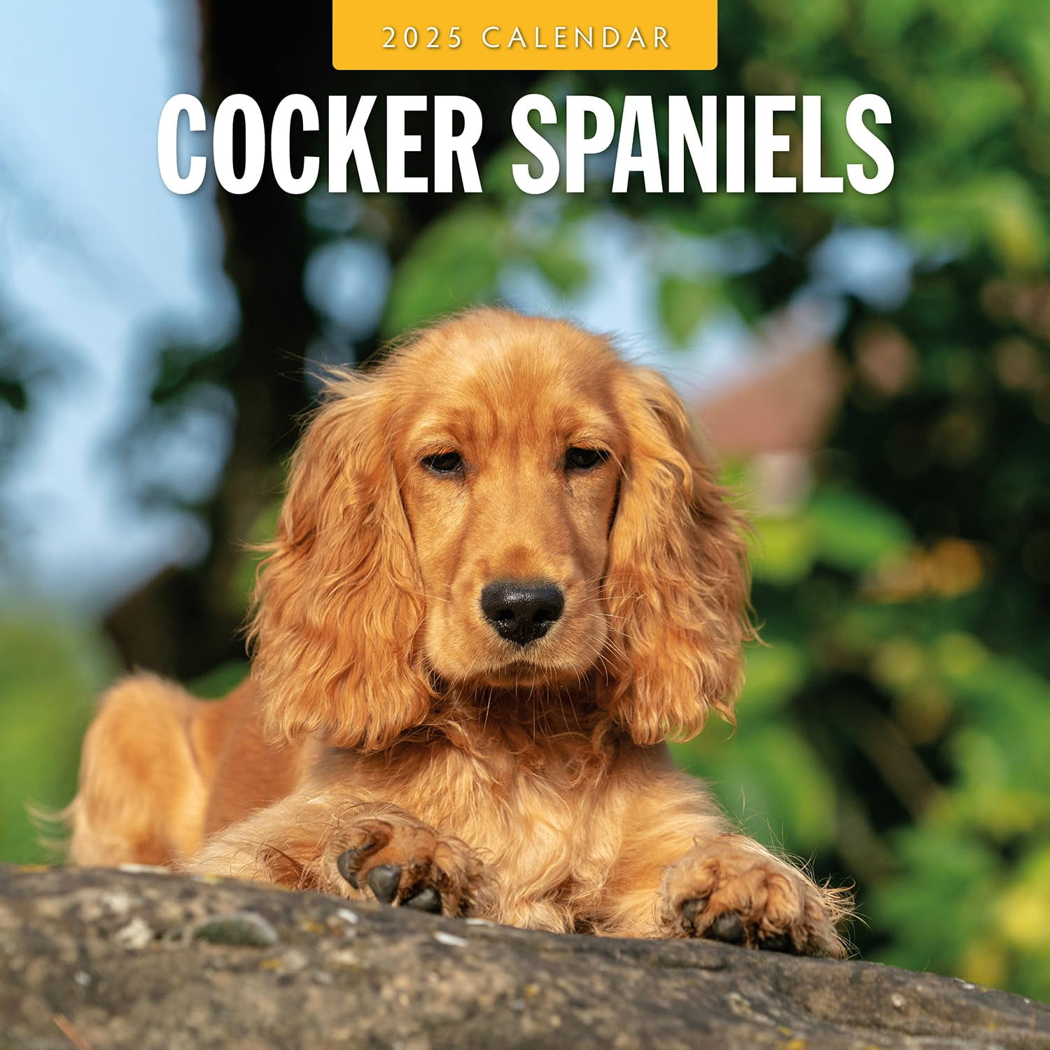 Red Robin 2025 Cocker Spaniels Wall Calendar, Premium Paper, Hangable ...