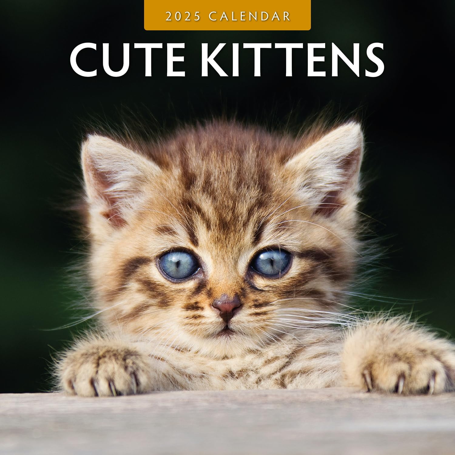 Red Robin 2025 Cute Kittens Wall Calendar, Premium Paper, Hangable 12 ...