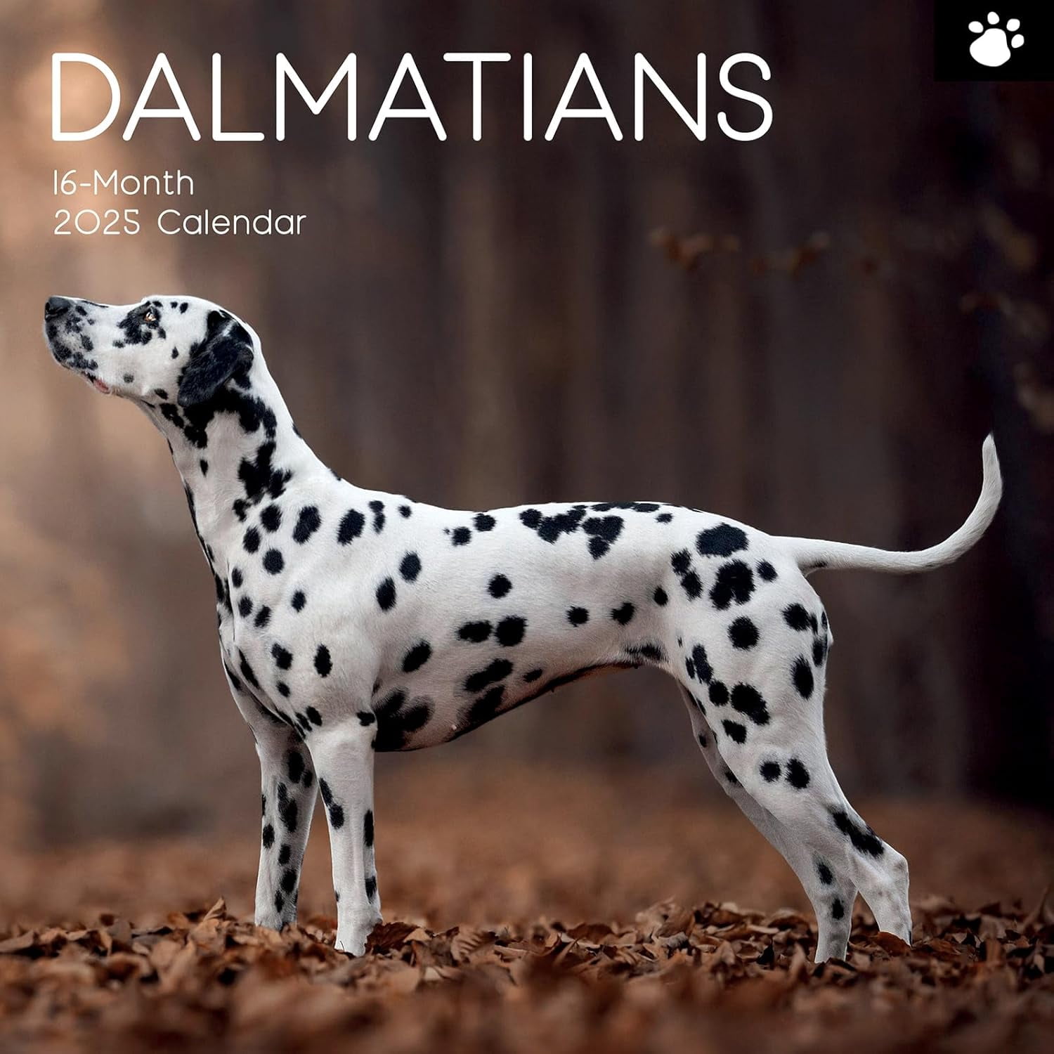 Red Robin 2025 Dalmatians Wall Calendar, Premium Paper, Hangable 12 ...