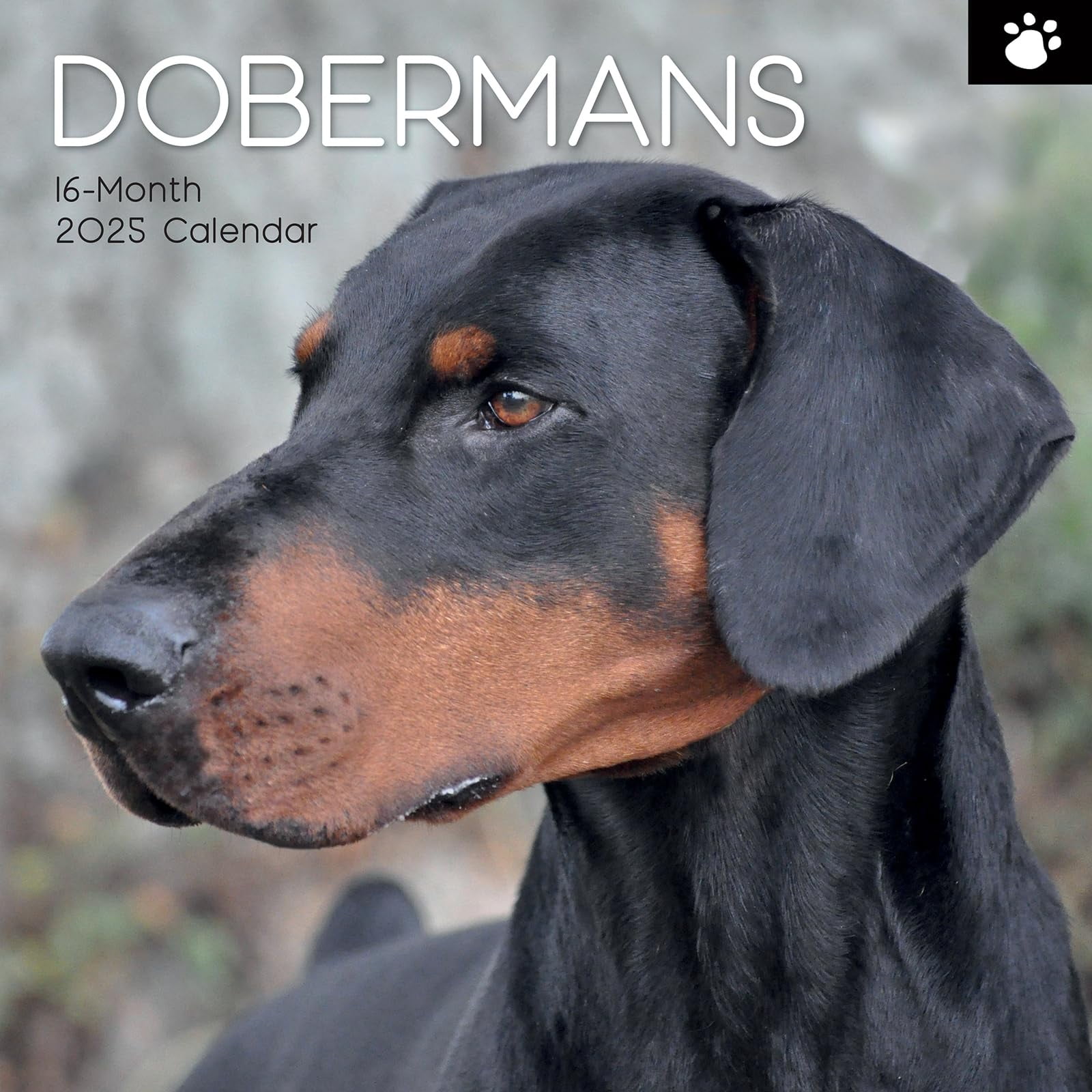 Red Robin 2025 Dobermans Wall Calendar, Premium Paper, Hangable 12 ...