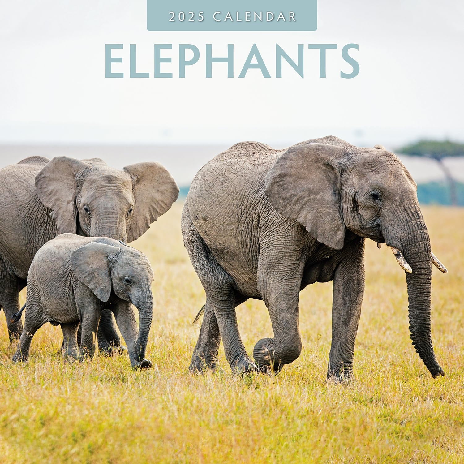 Red Robin 2025 Elephants Wall Calendar, Premium Paper, Hangable 12 ...