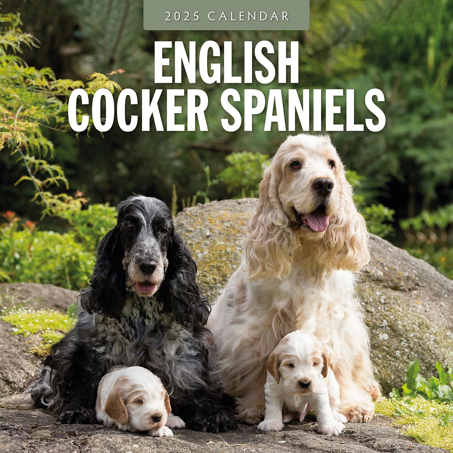 Red Robin 2025 English Cocker Spaniels Wall Calendar, Premium Paper ...
