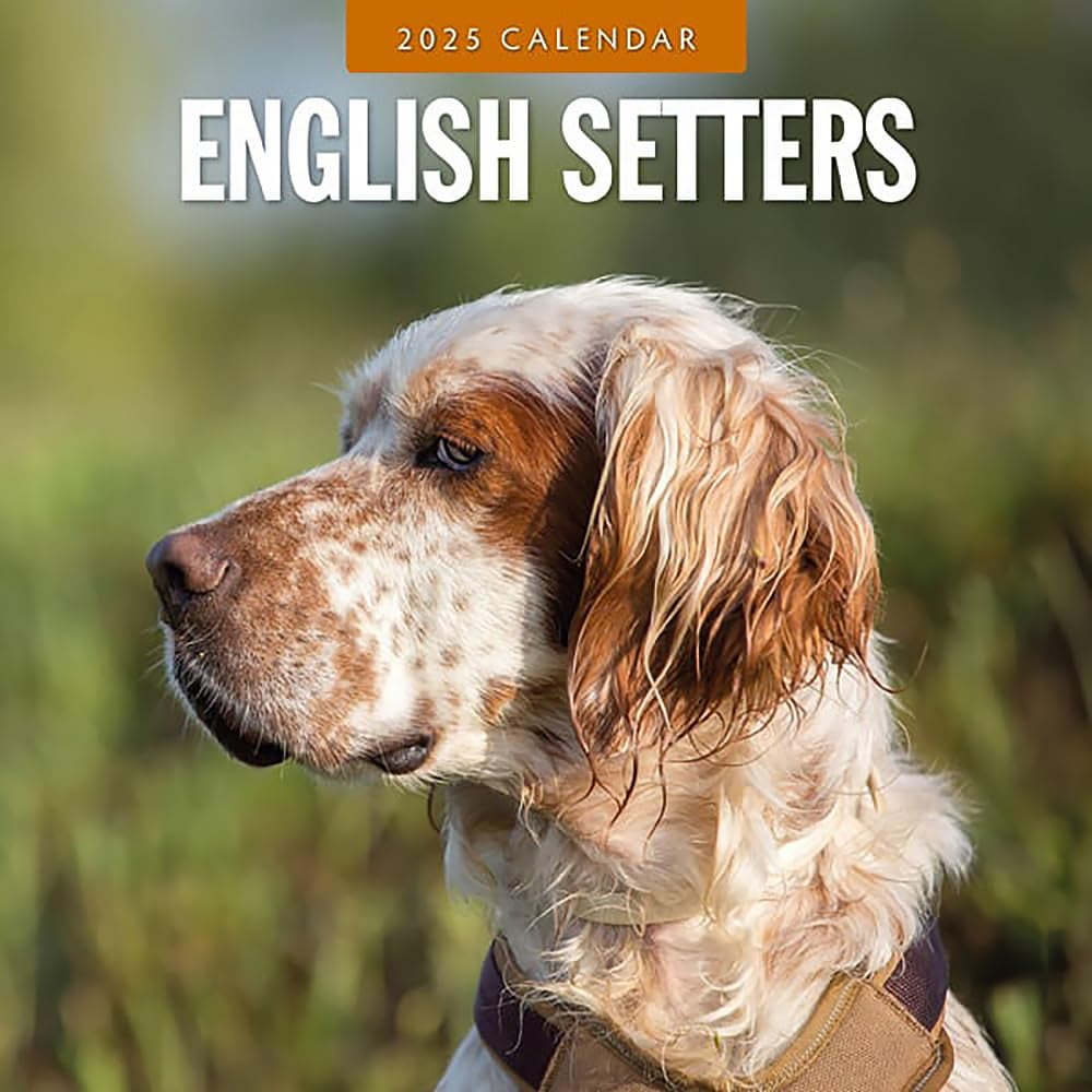 Red Robin 2025 English Setters Wall Calendar, Premium Paper, Hangable ...