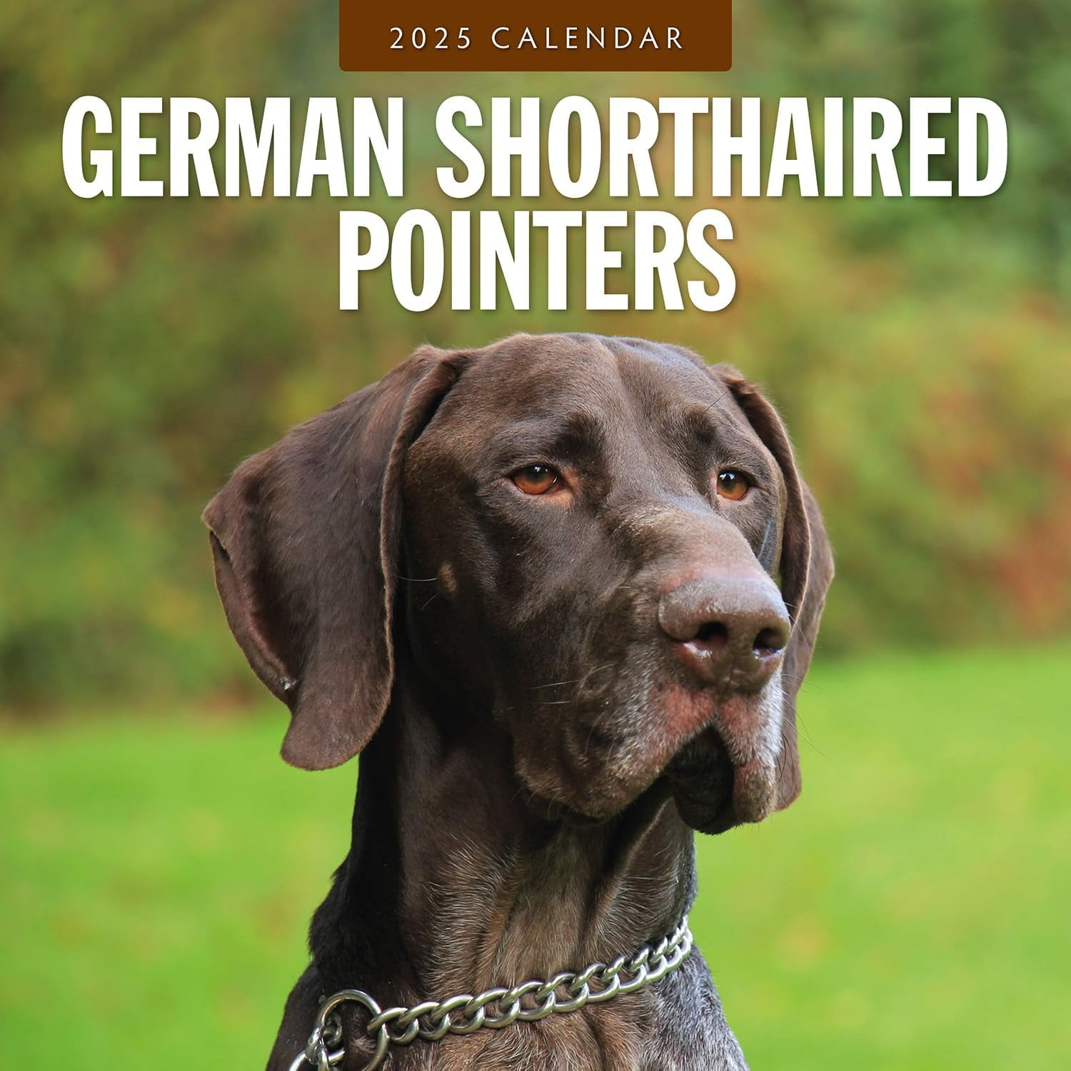 Red Robin 2025 German Shorthaired Pointers Wall Calendar, Premium Paper ...