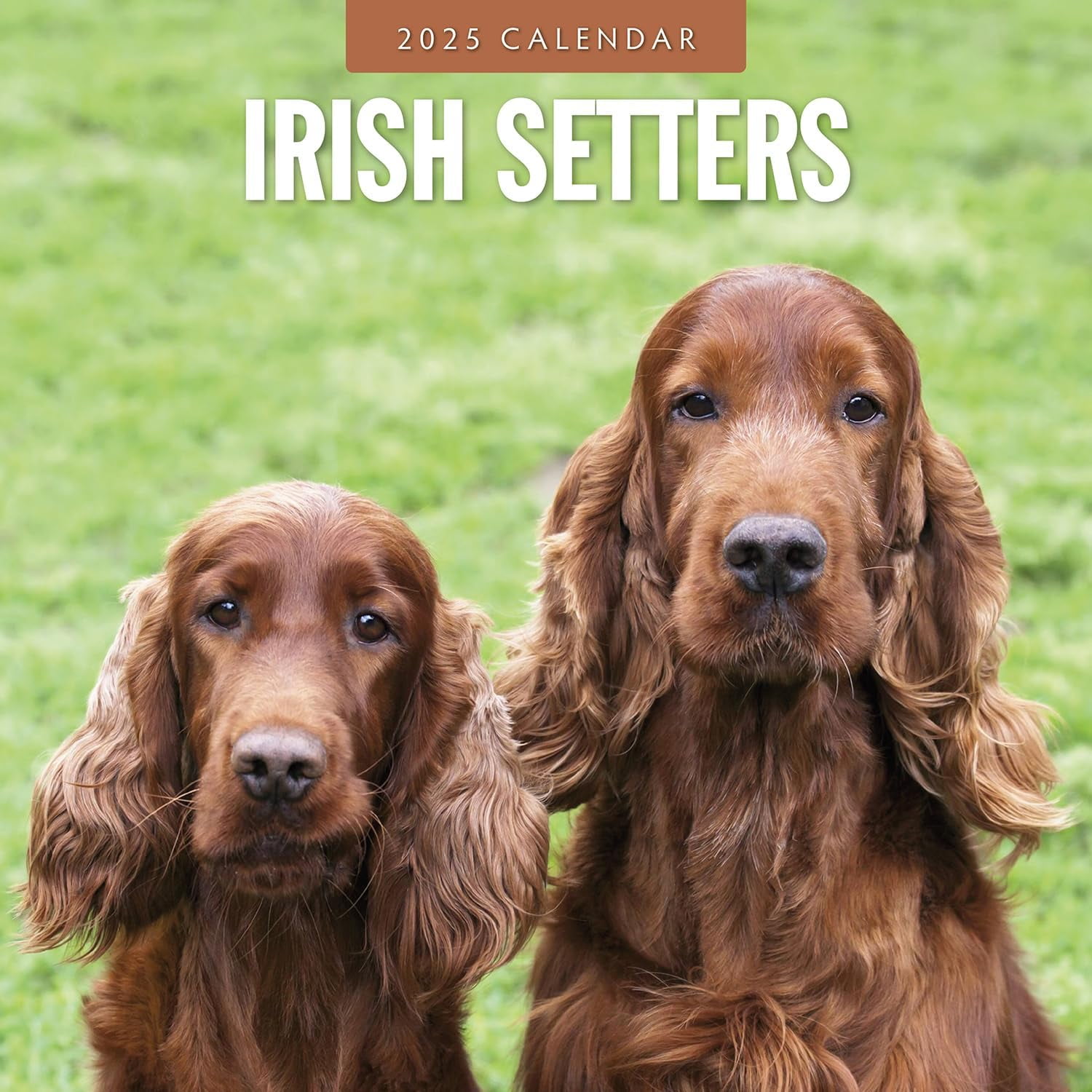 Red Robin 2025 Irish Setters Wall Calendar, Premium Paper, Hangable 12 ...