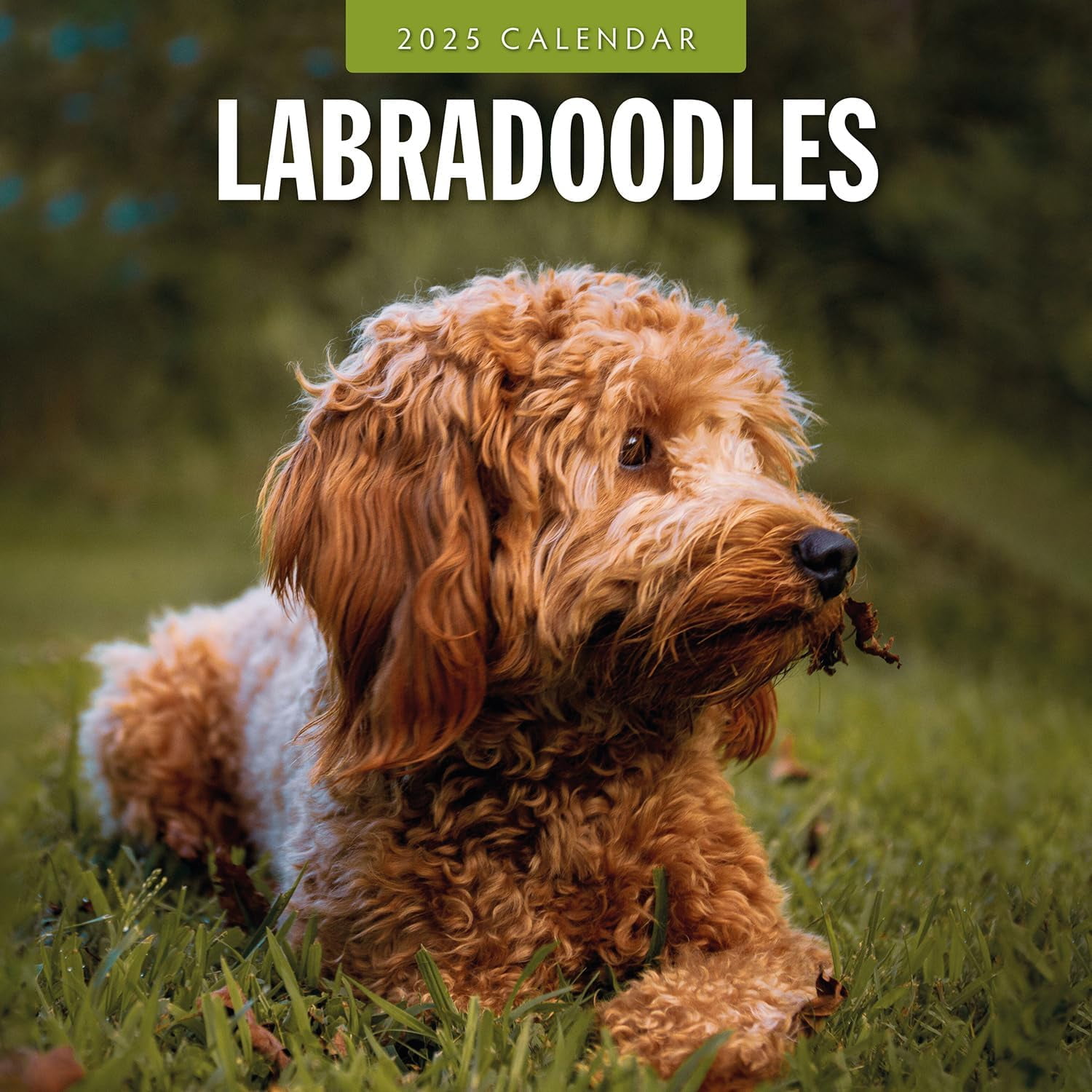 Red Robin 2025 Labradoodles Wall Calendar, Premium Paper, Hangable 12 ...