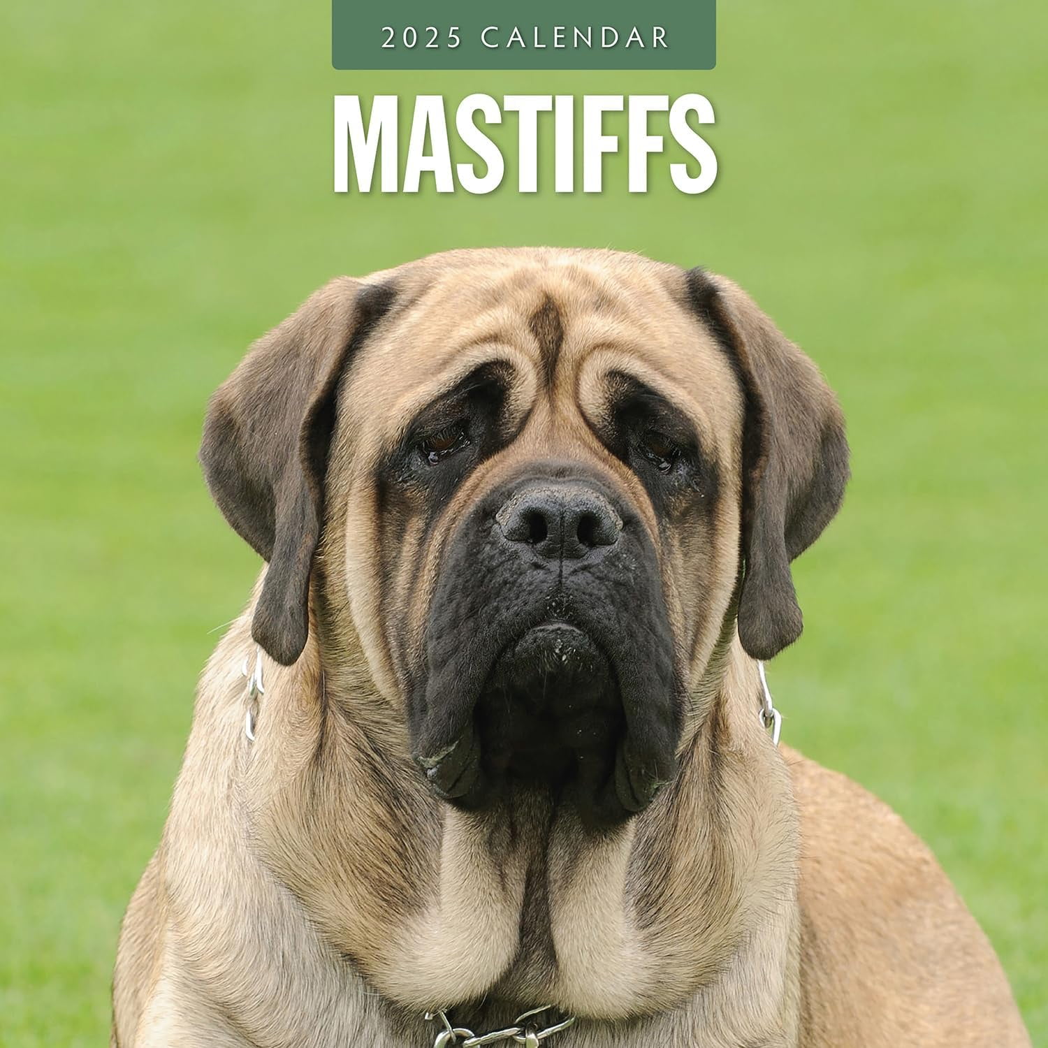 Mastiffs 2025 Square Wall Calendar - Walmart.com