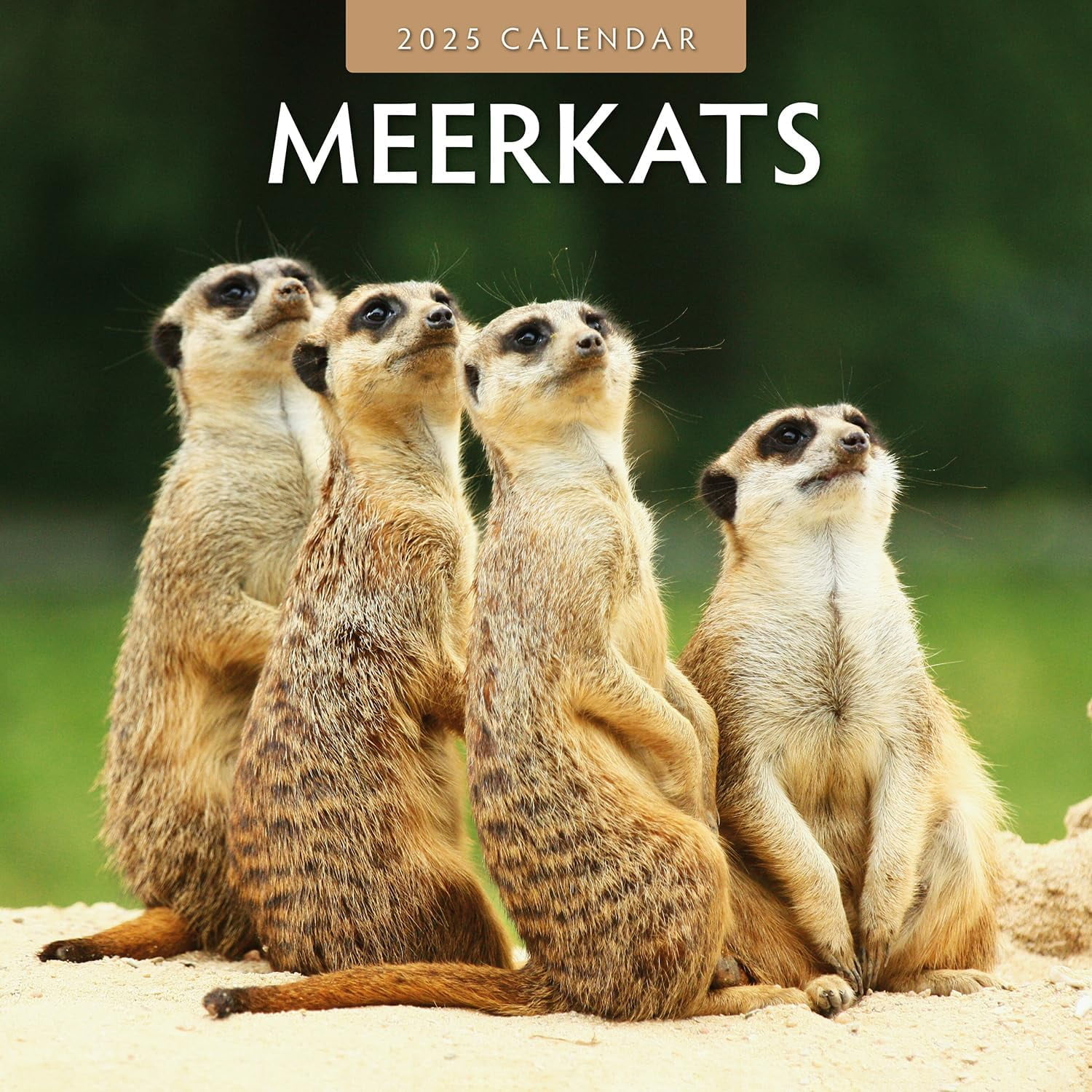 Red Robin 2025 Meerkats Wall Calendar, Premium Paper, Hangable 12 Month ...