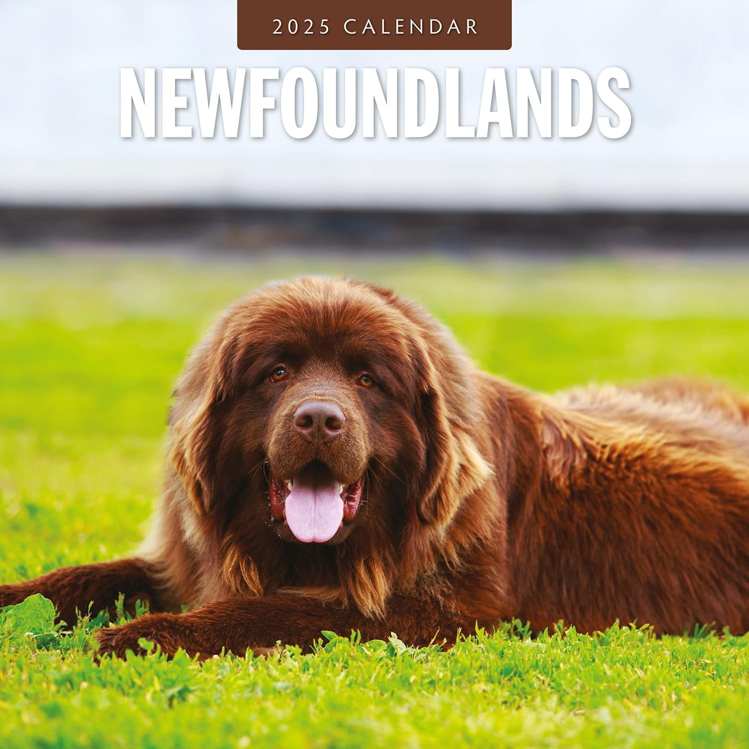 Red Robin 2025 Newfoundlands Wall Calendar, Premium Paper, Hangable 12 ...