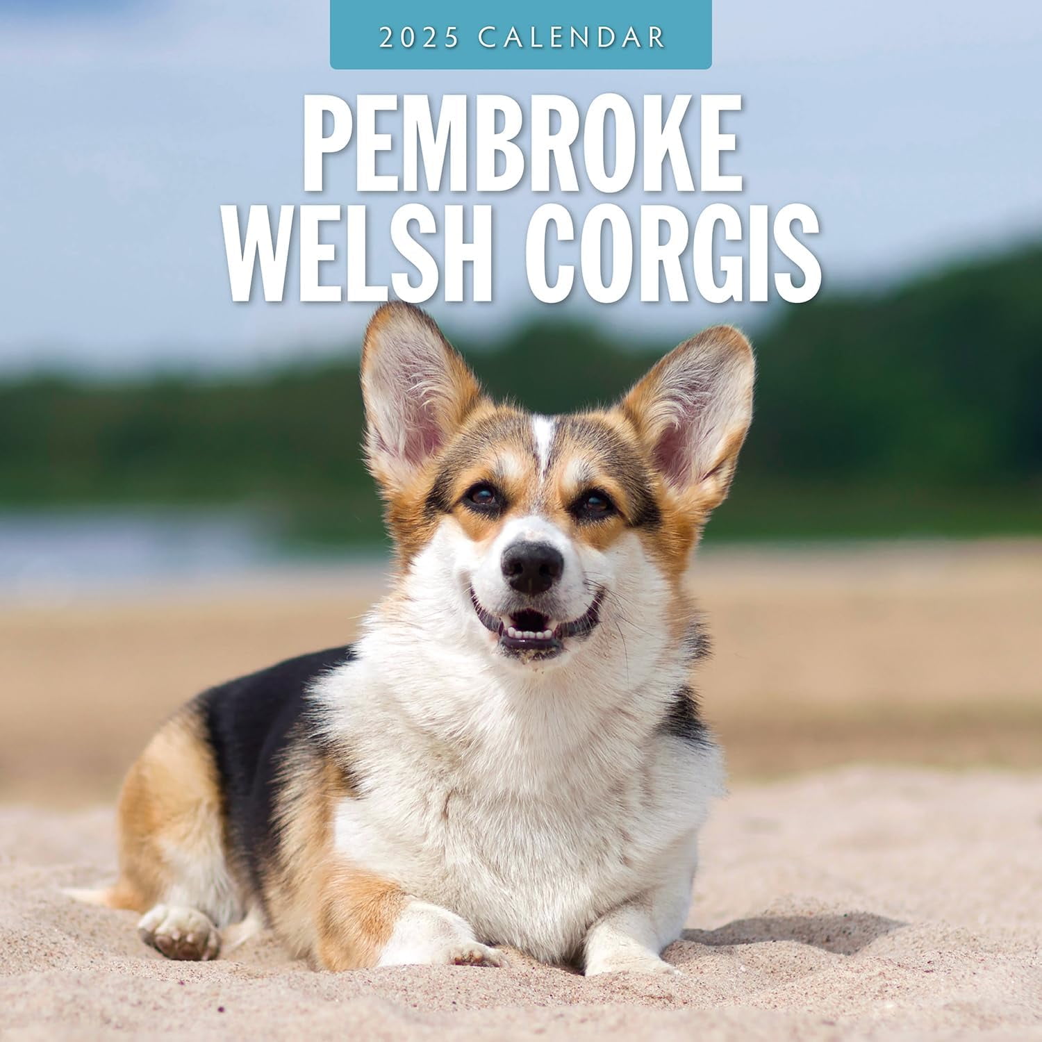 Red Robin 2025 Pembroke Welsh Corgis Wall Calendar, Premium Paper ...