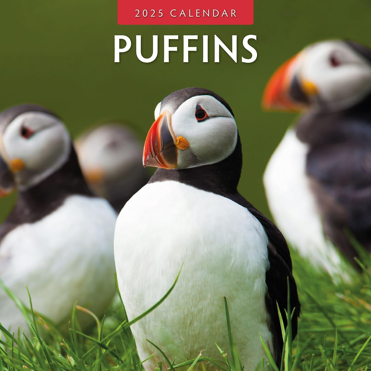 Red Robin 2025 Puffins Wall Calendar, Premium Paper, Hangable 12 Month ...