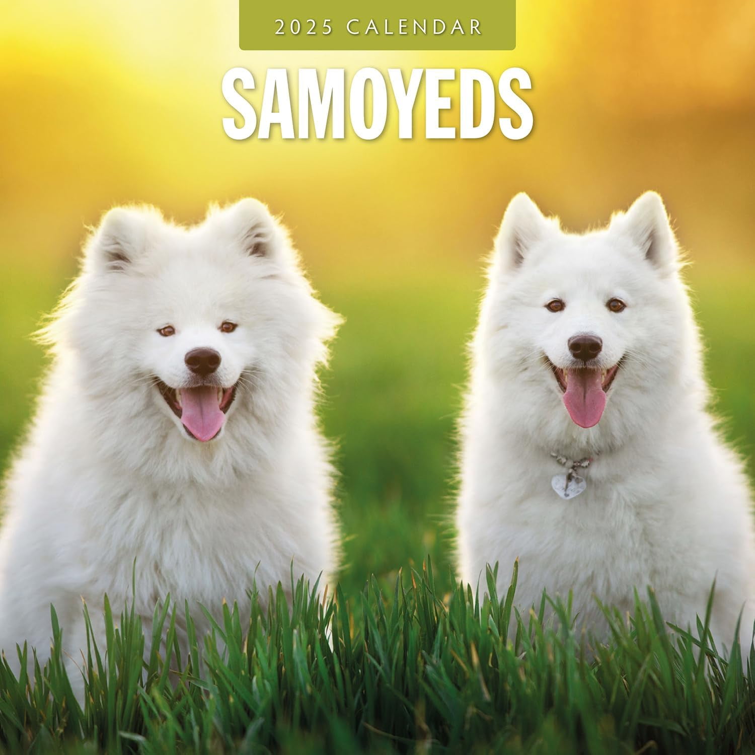Red Robin 2025 Samoyeds Wall Calendar, Premium Paper, Hangable 12 Month ...