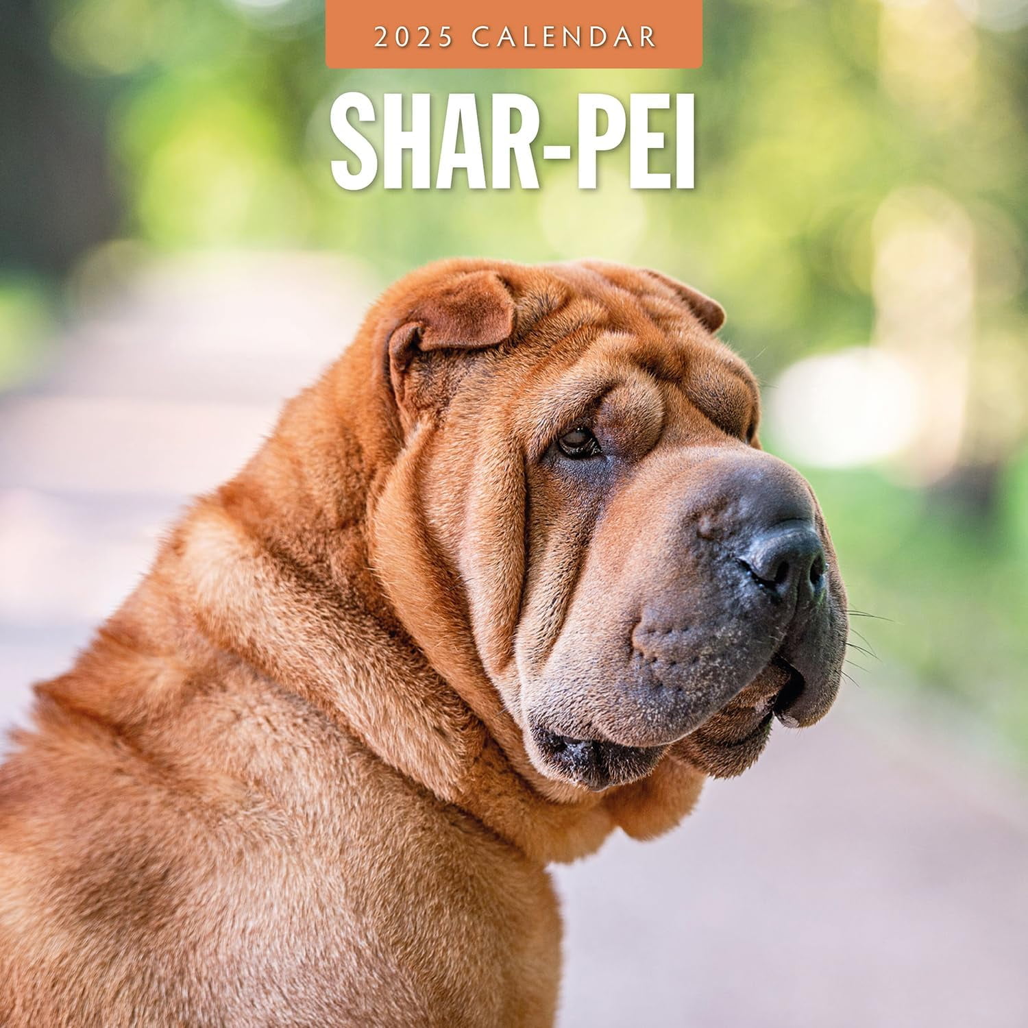 Red Robin 2025 Shar-Pei Wall Calendar, Premium Paper, Hangable 12 Month ...