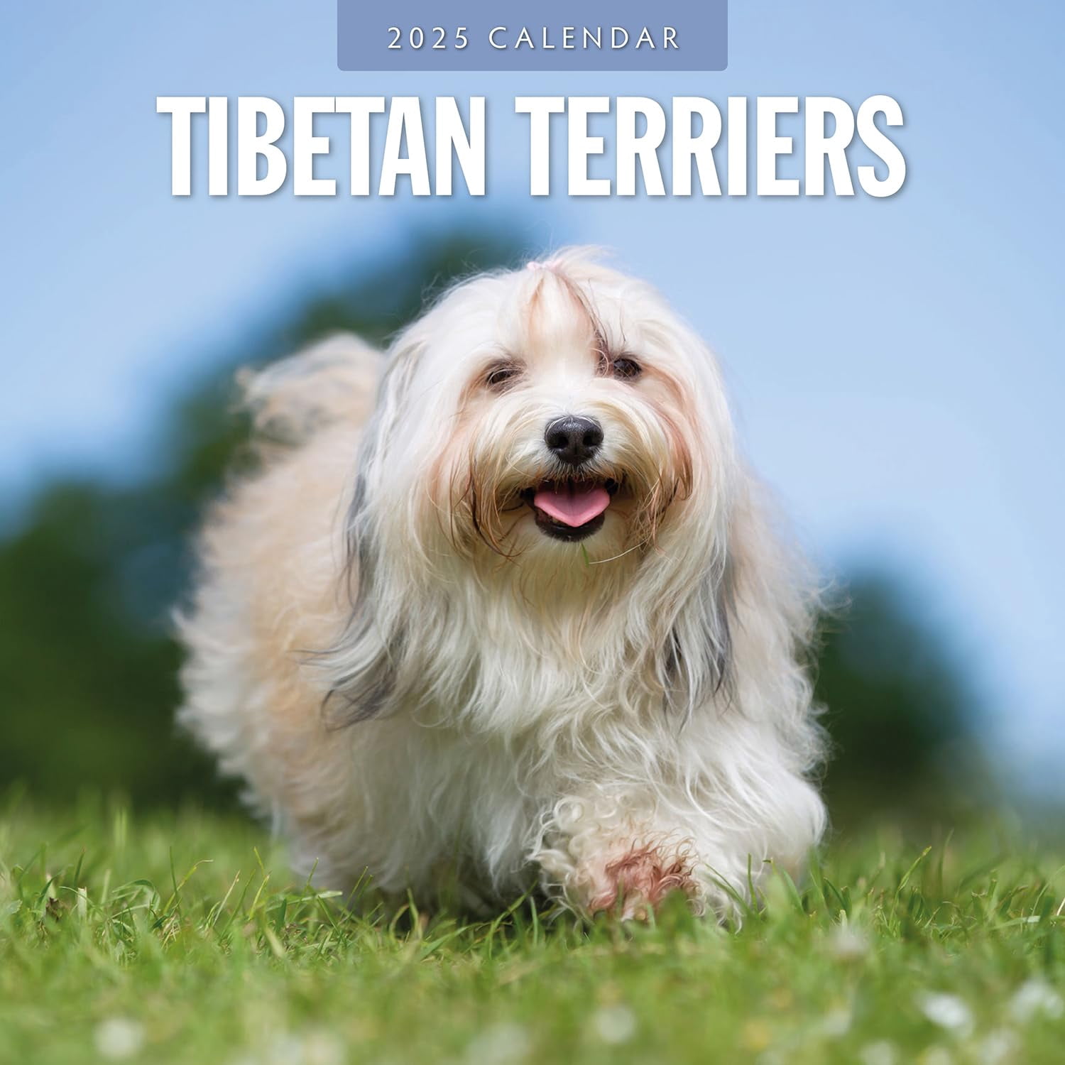 Red Robin 2025 Tibetan Terriers Wall Calendar, Premium Paper, Hangable ...