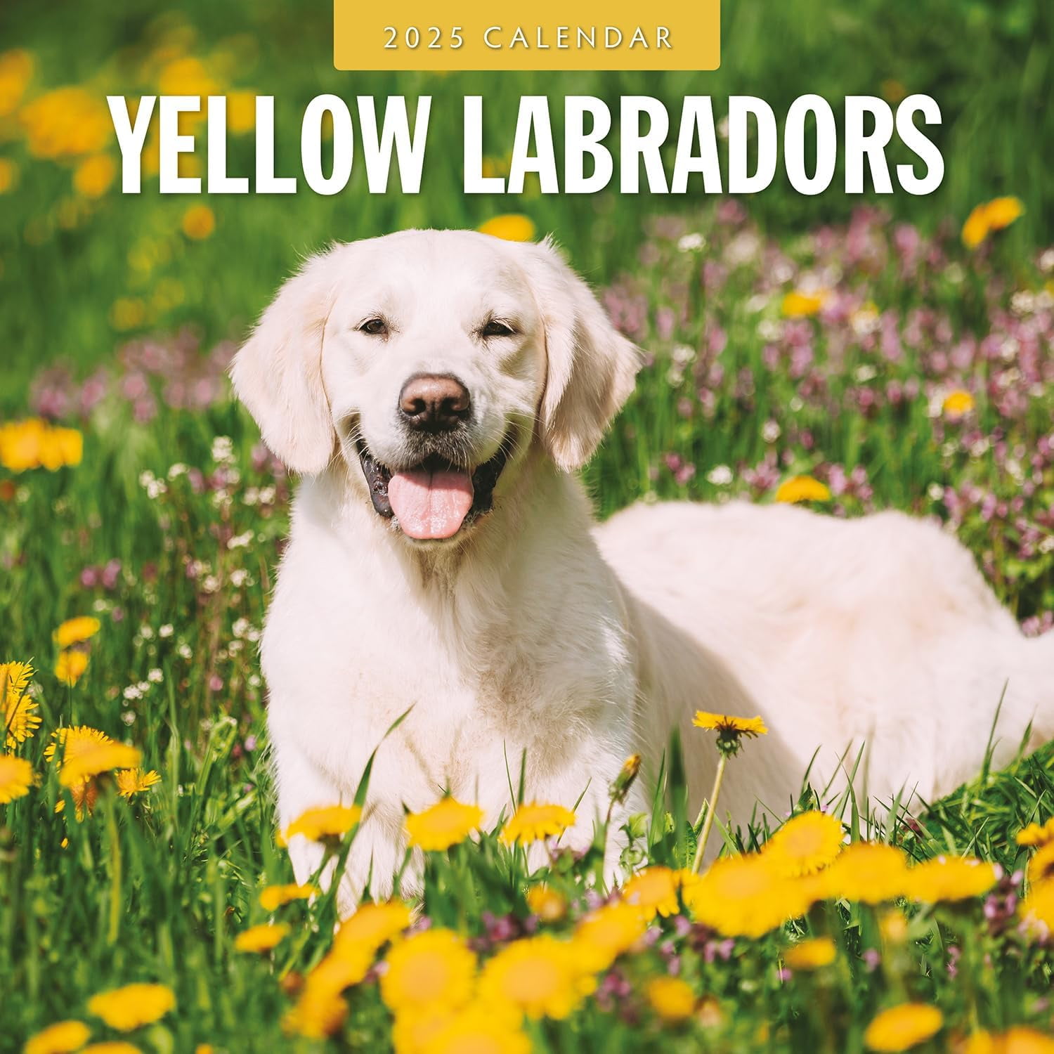 Red Robin 2025 Yellow Labrador Wall Calendar, Premium Paper, Hangable ...