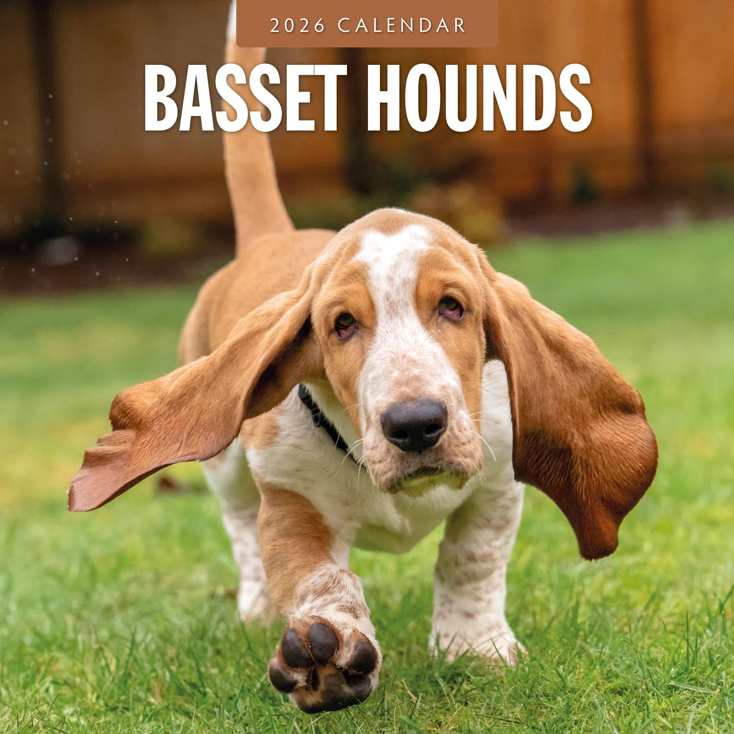 Red Robin 2026 Basset Hounds Monthly Wall Calendar | 12" x 24" Open ...
