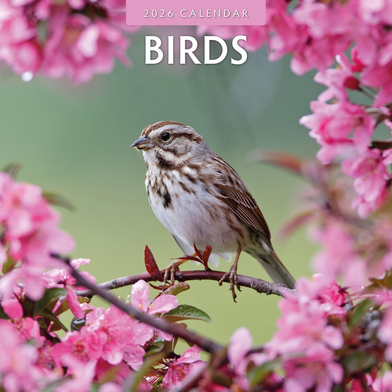 Red Robin 2026 Birds Monthly Wall Calendar | 12" x 24" Open | Premium ...