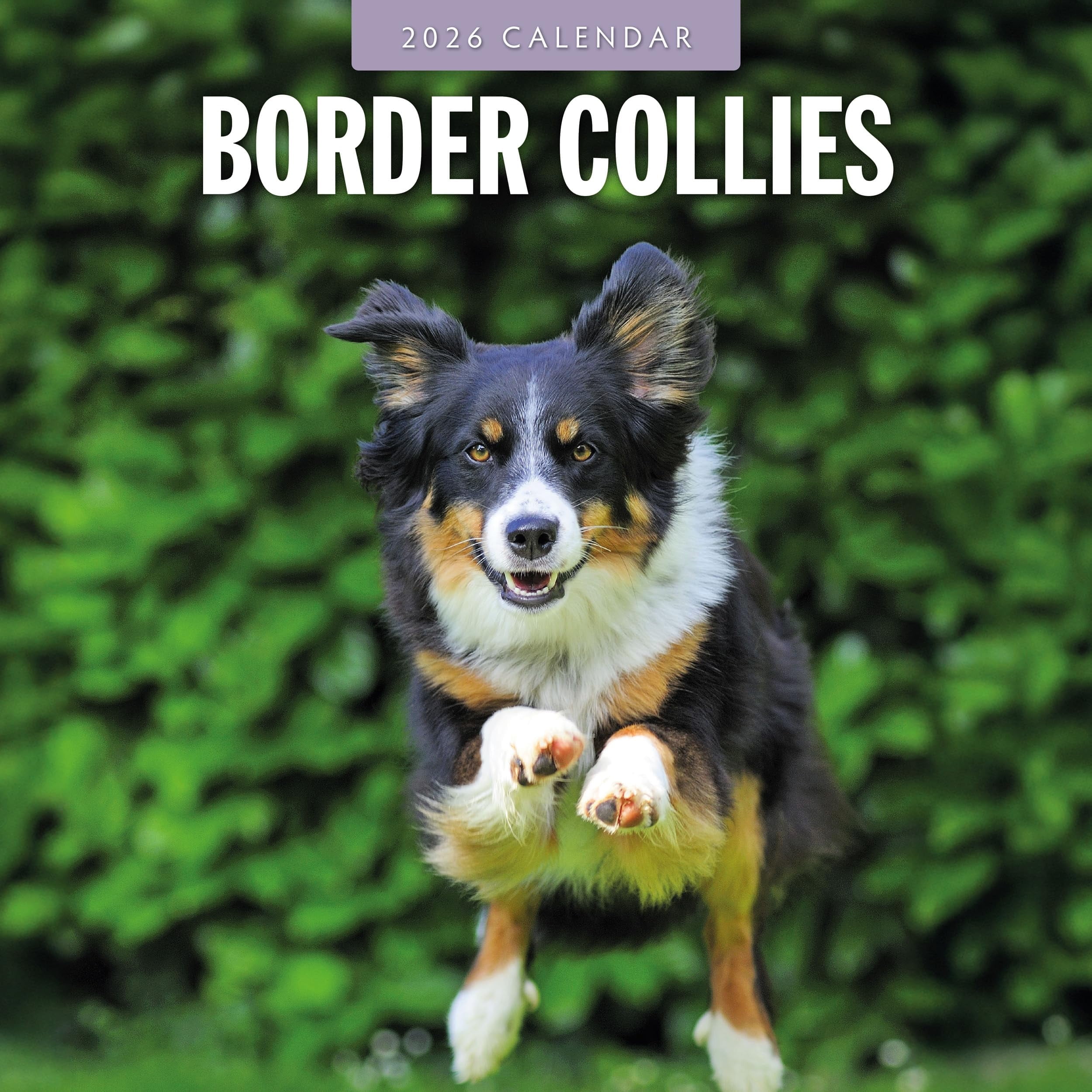 Red Robin 2026 Border Collies Monthly Wall Calendar | 12" x 24" Open ...