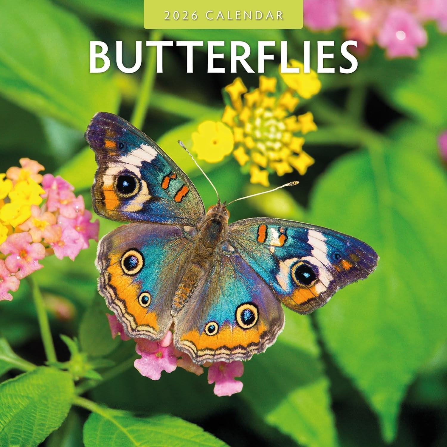 Red Robin 2026 Butterflies Monthly Wall Calendar | 12" x 24" Open ...