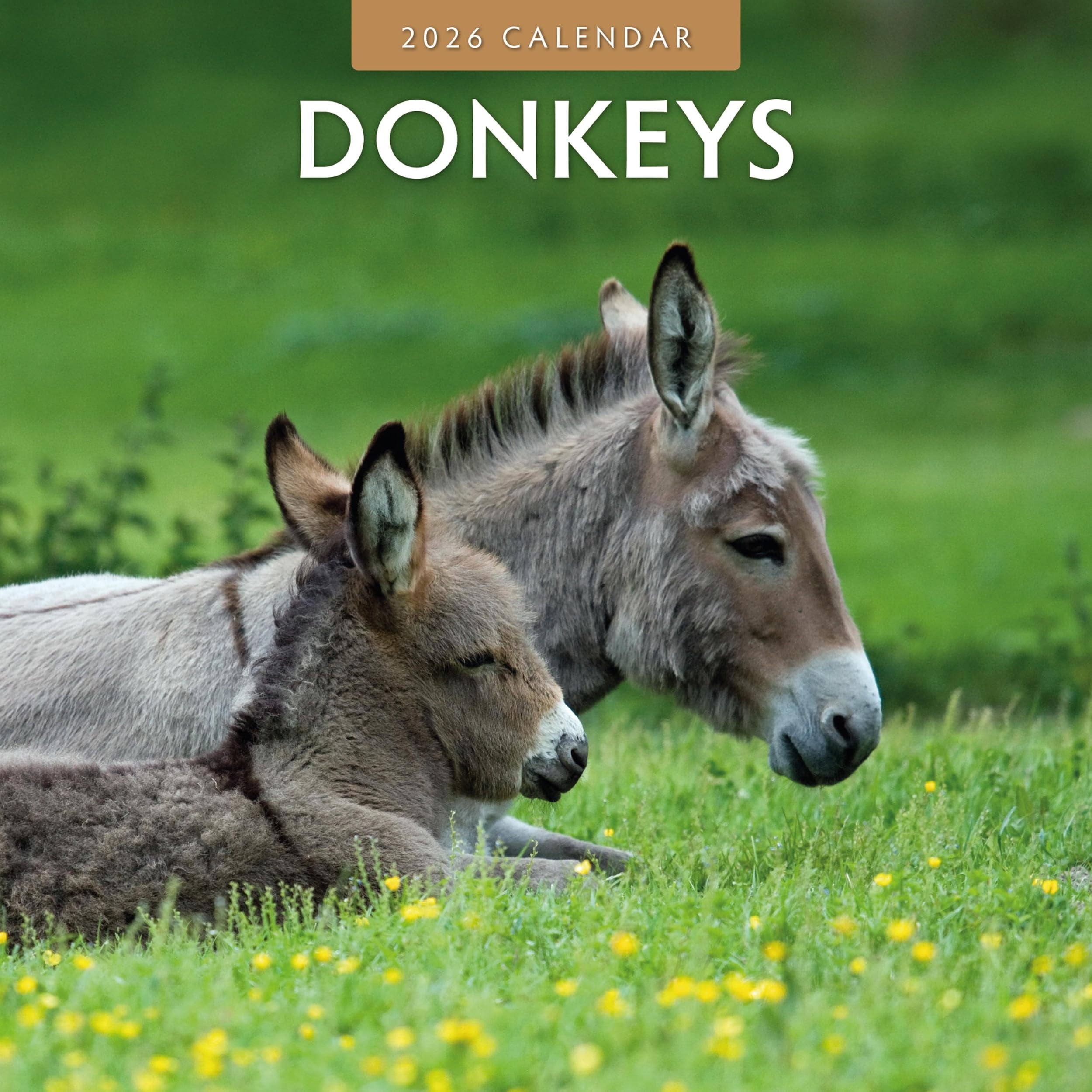 Red Robin 2026 Donkeys Monthly Wall Calendar | 12" x 24" Open | Premium ...