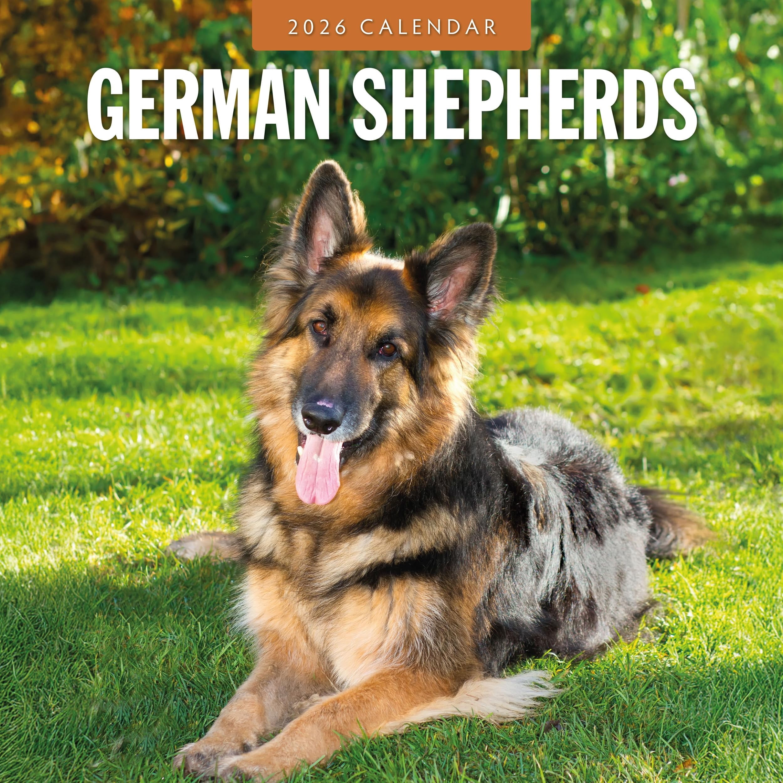 Red Robin 2026 German Shepherds Monthly Wall Calendar | 12" x 24" Open ...