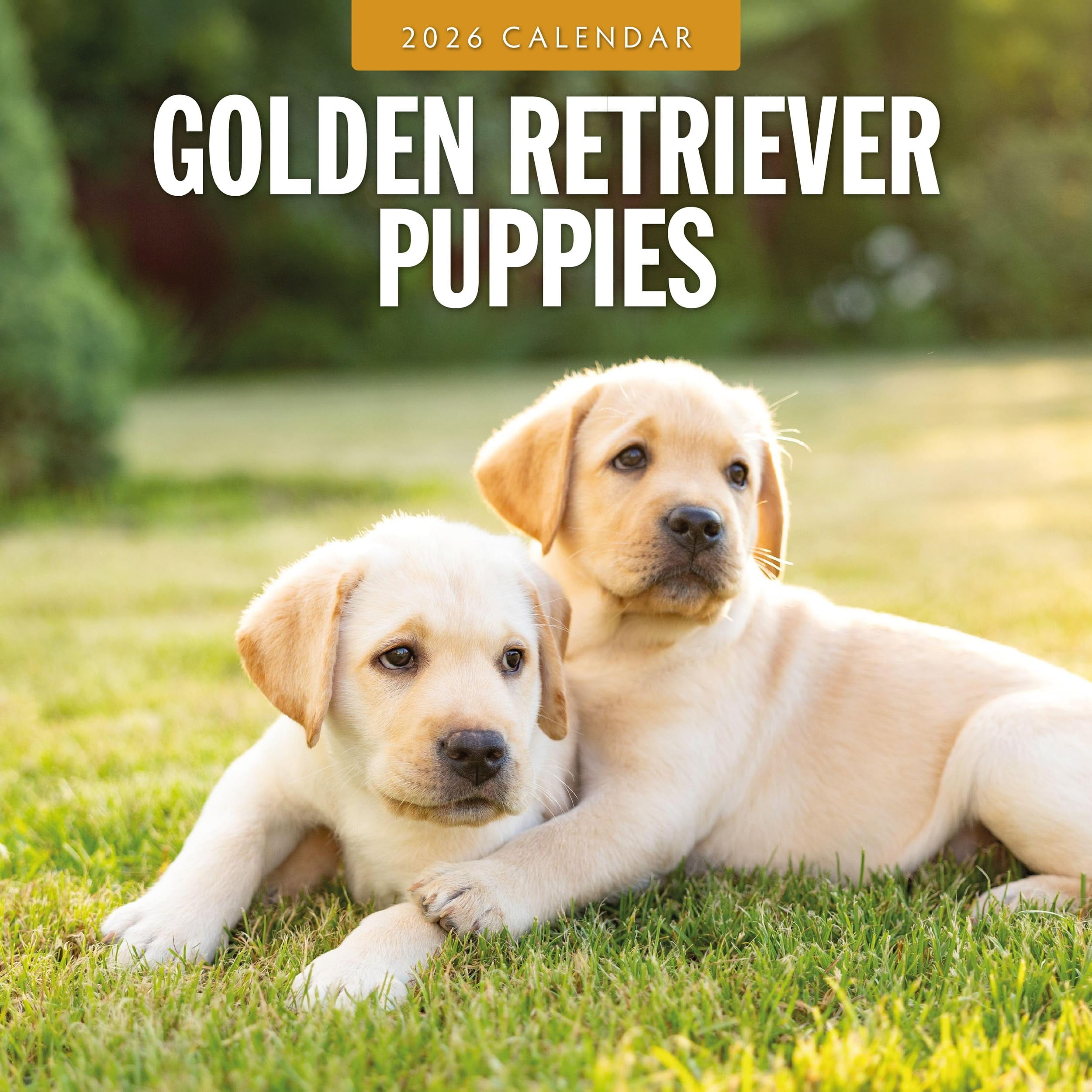 Red Robin 2026 Golden Retriever Puppies Monthly Wall Calendar | 12" x ...