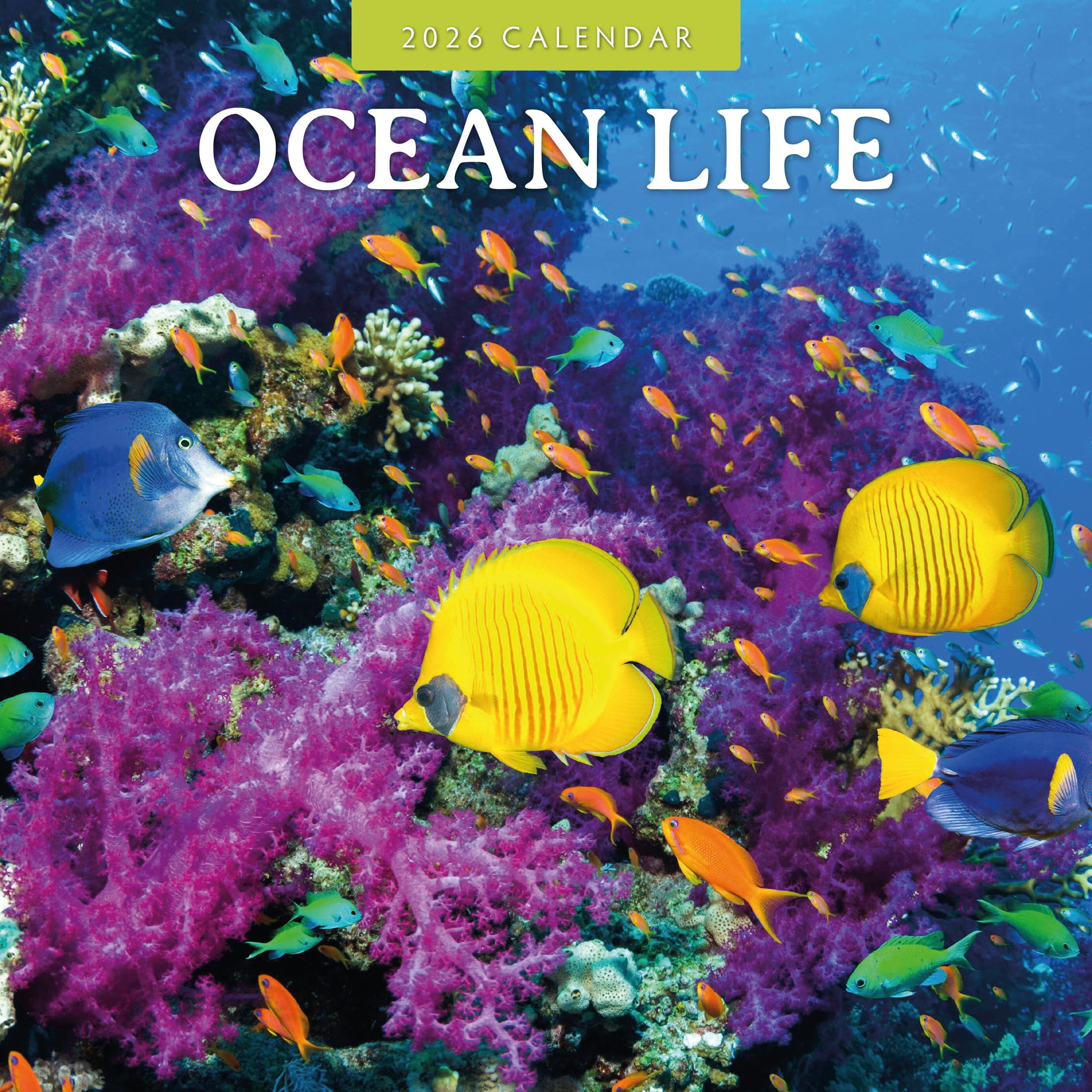 Red Robin 2026 Ocean Life Monthly Wall Calendar | 12" x 24" Open ...