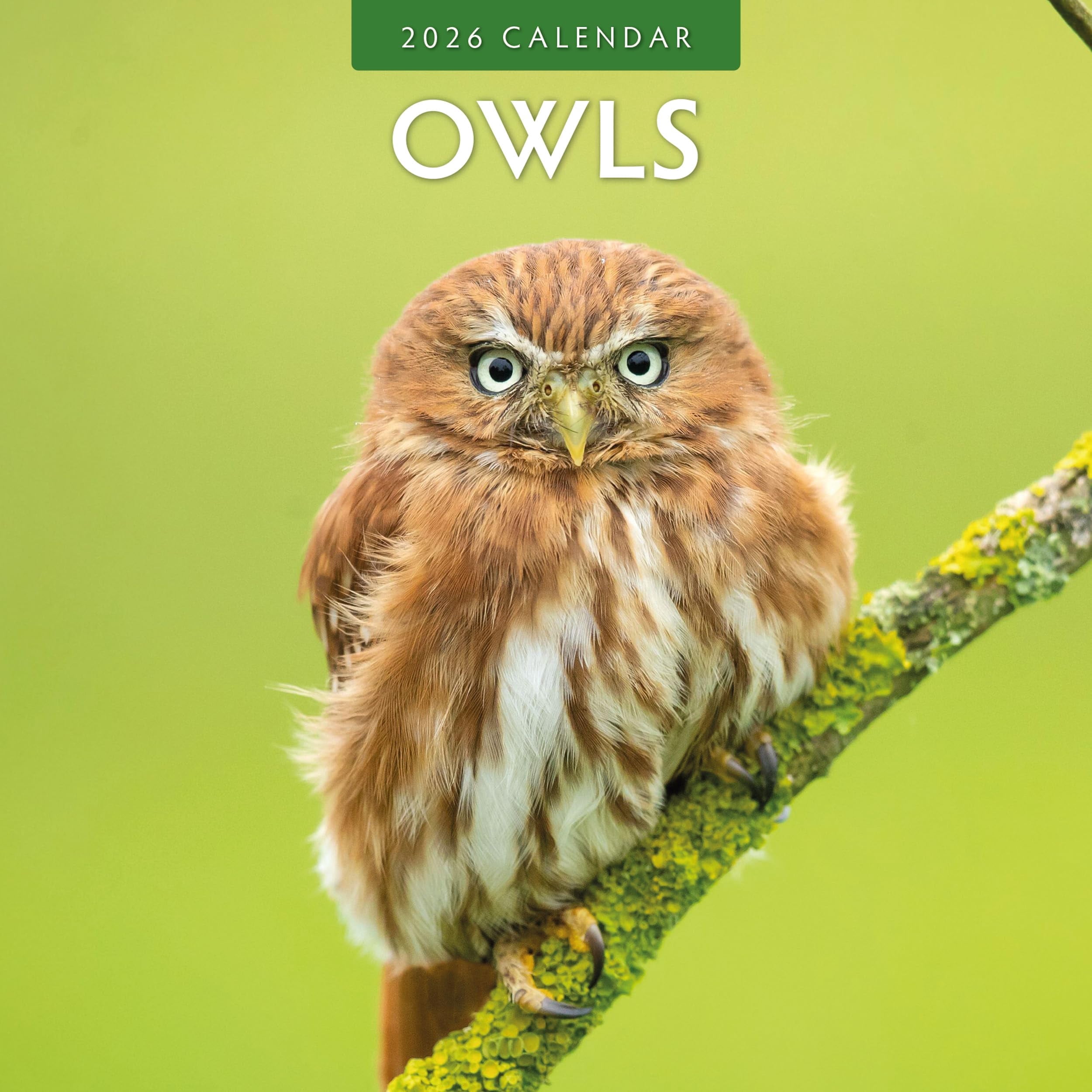 Red Robin 2026 Owls Monthly Wall Calendar | 12" x 24" Open | Premium ...