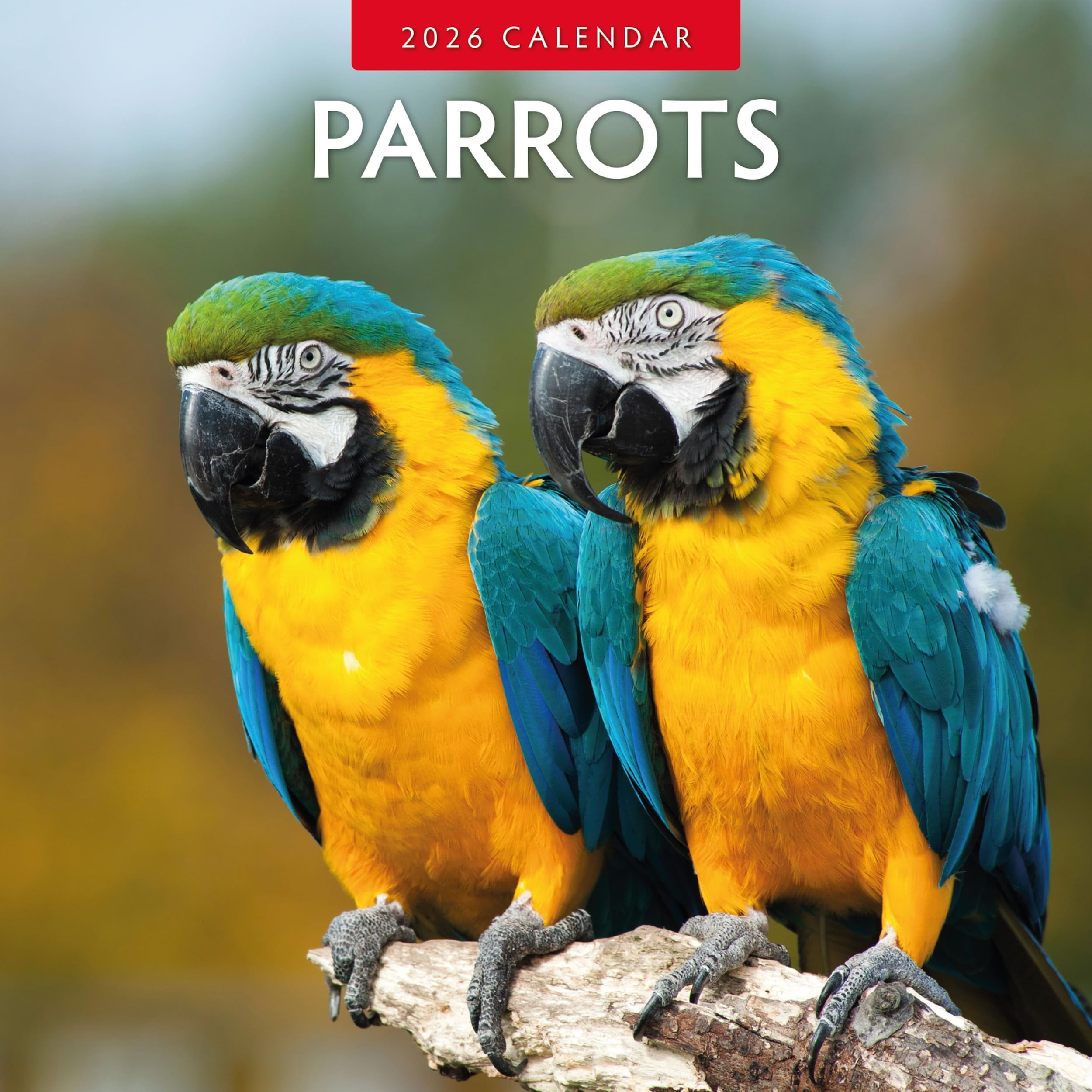 Red Robin 2026 Parrots Monthly Wall Calendar | 12" x 24" Open | Premium ...