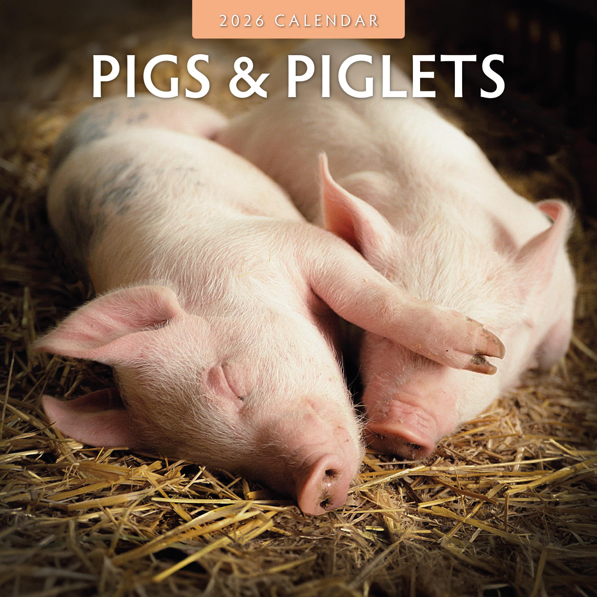 Red Robin 2026 Pigs & Piglets Monthly Wall Calendar | 12" x 24" Open ...