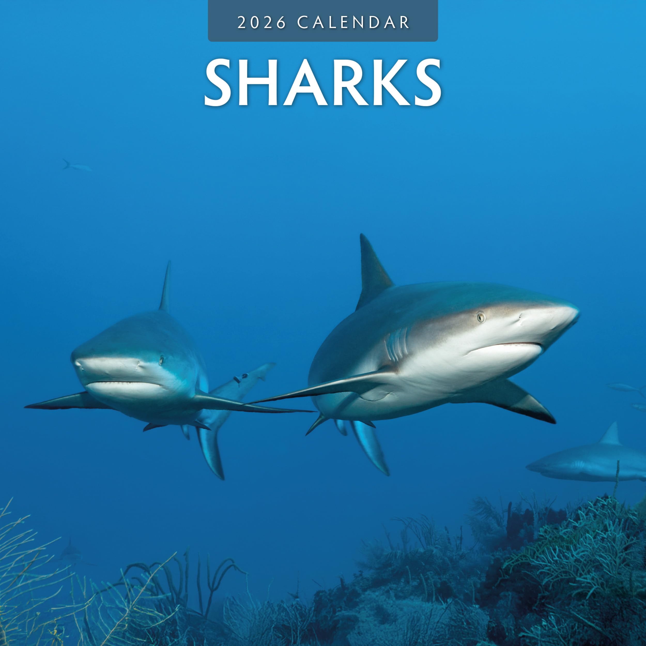 Red Robin 2026 Sharks Monthly Wall Calendar | 12" x 24" Open | Premium ...