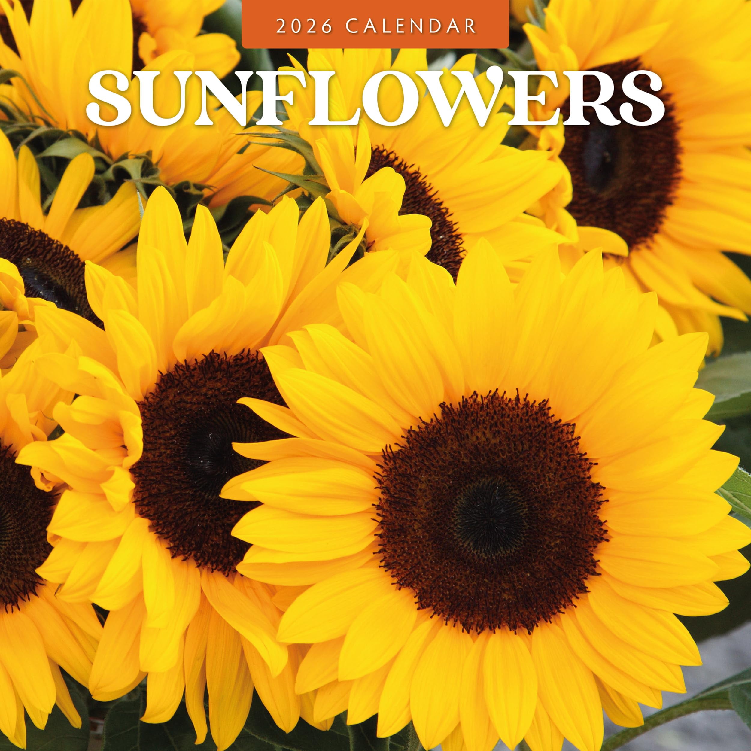 Red Robin 2026 Sunflowers Monthly Wall Calendar | 12" x 24" Open ...