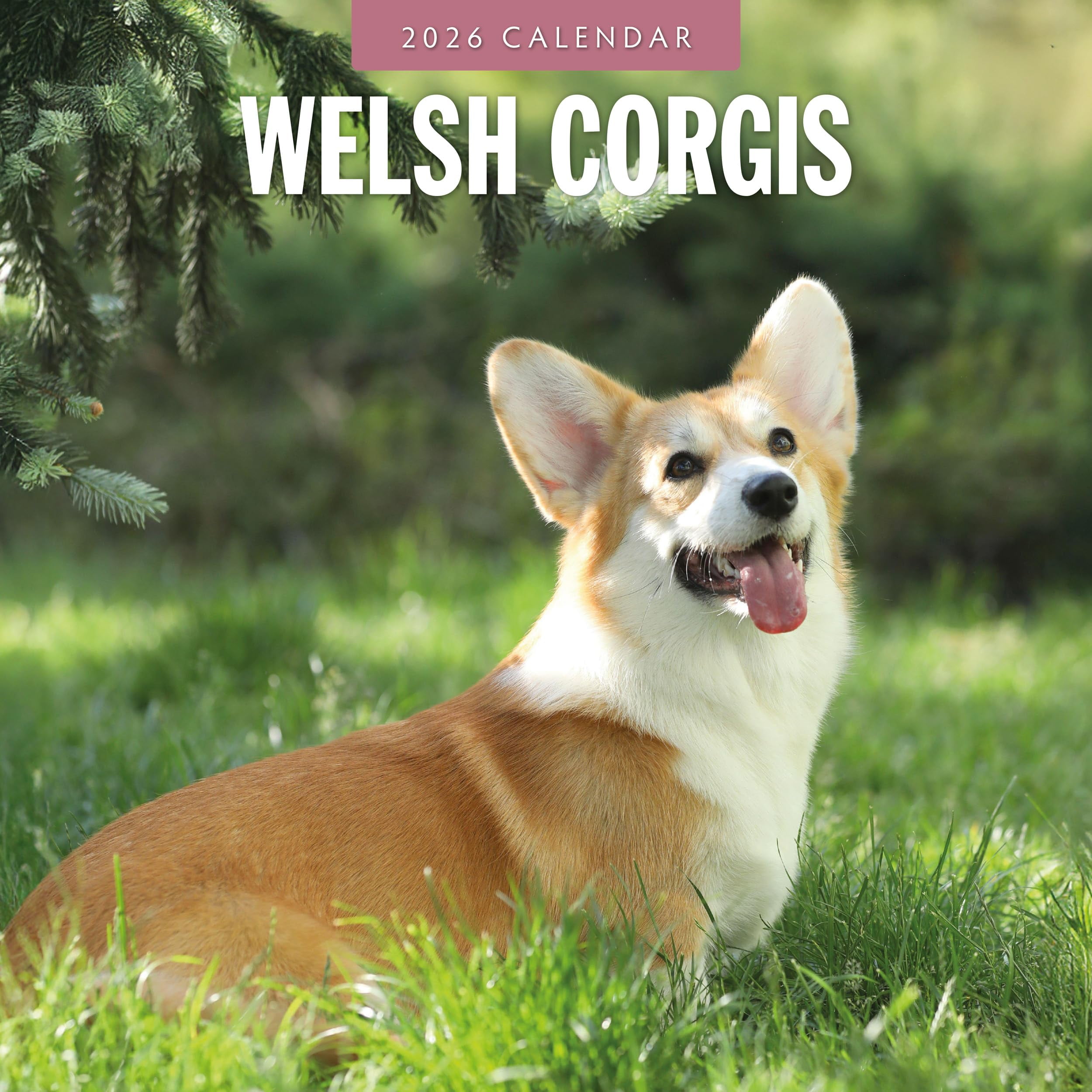 Red Robin 2026 Welsh Corgis Monthly Wall Calendar | 12" x 24" Open ...