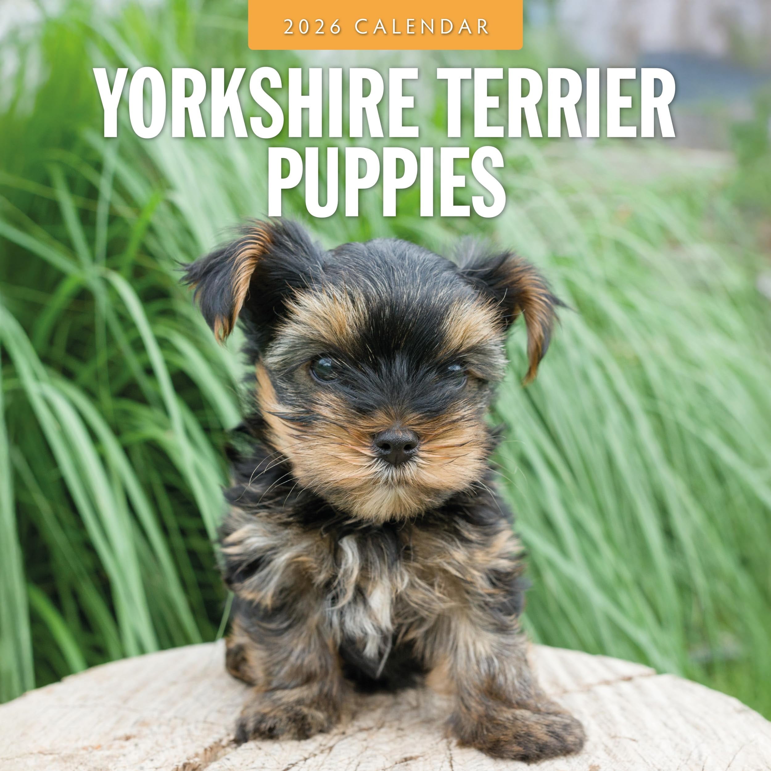 Red Robin 2026 Yorkshire Terrier Puppies Monthly Wall Calendar | 12" x ...