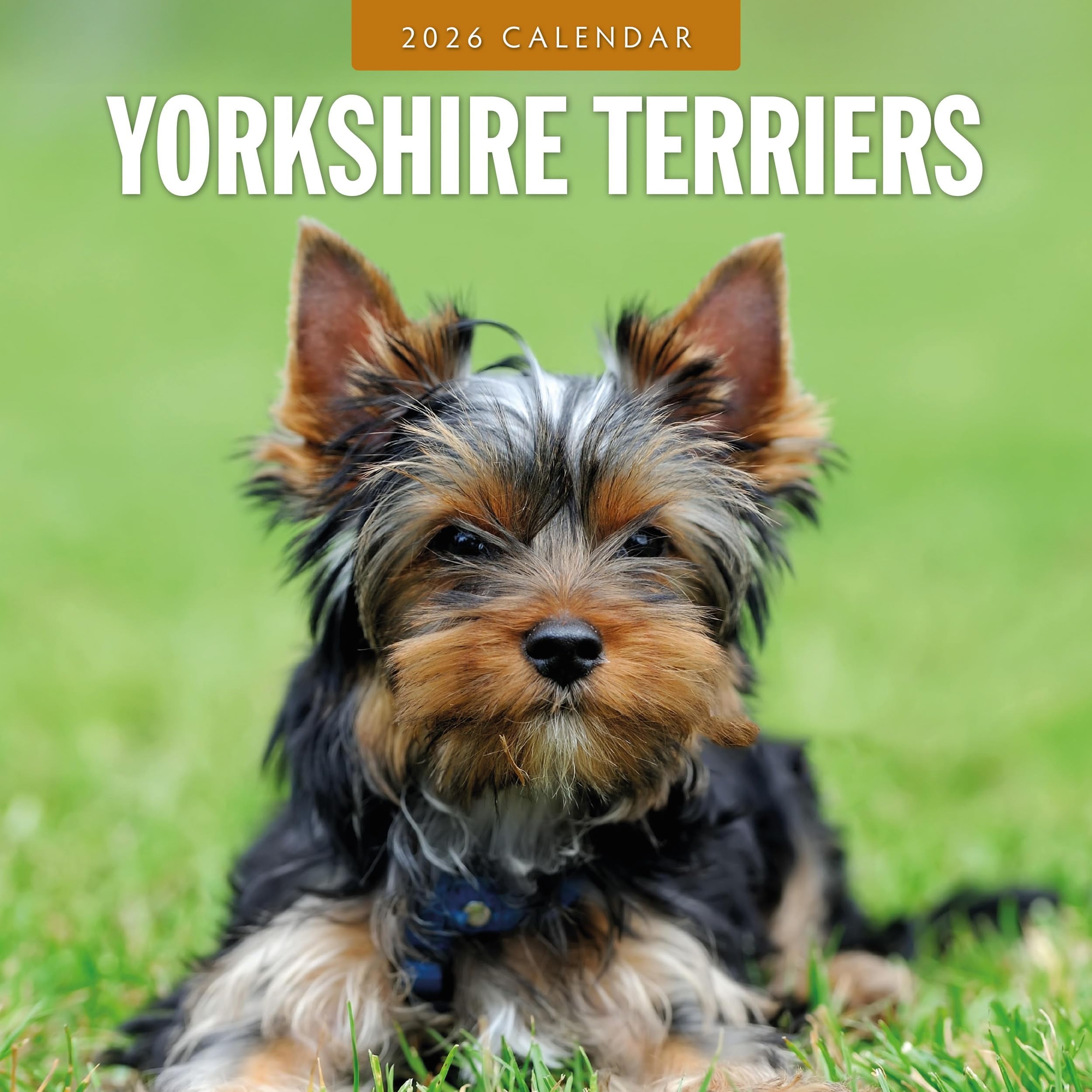 Red Robin 2026 Yorkshire Terriers Monthly Wall Calendar | 12" x 24 ...