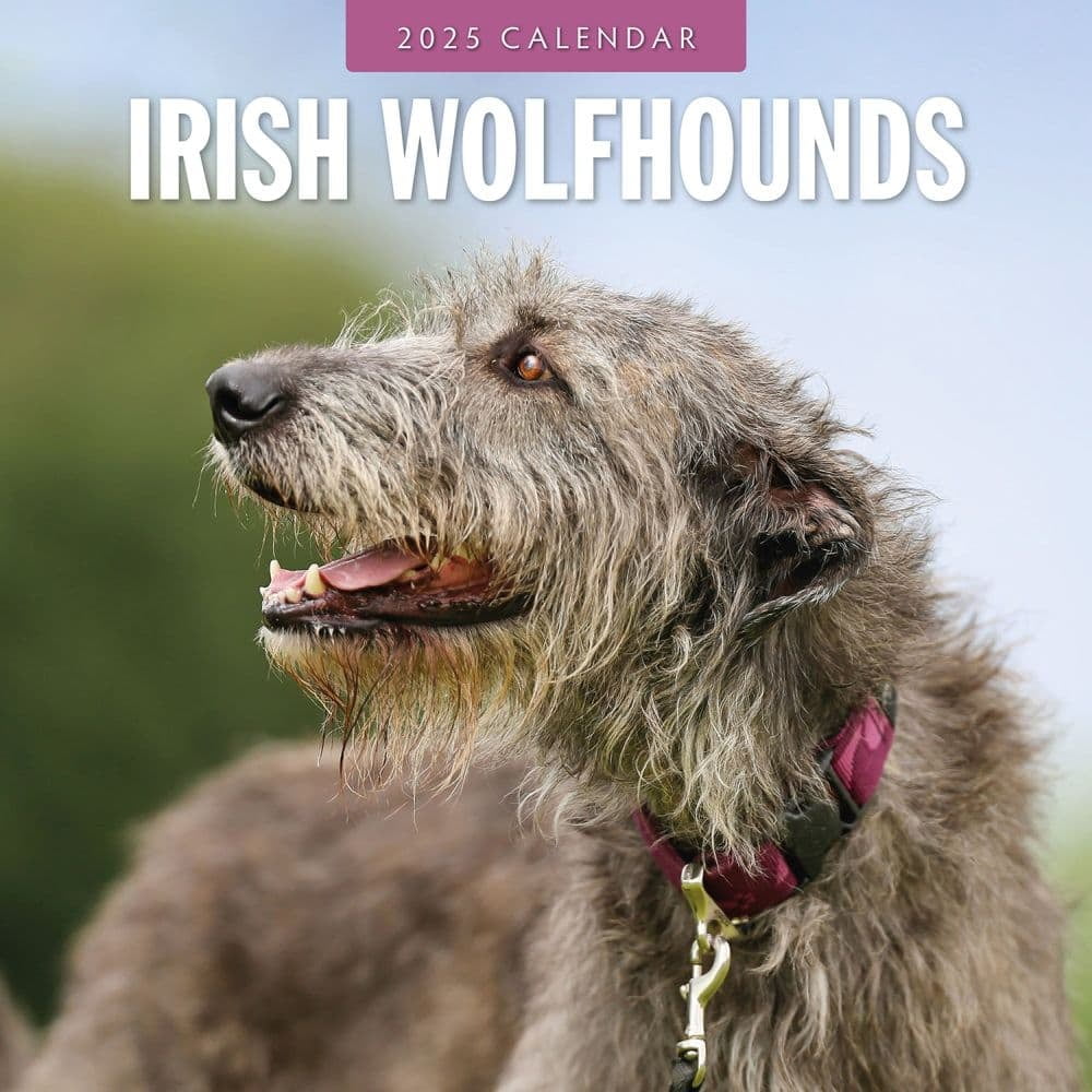 Red Robin Publishing, Irish Wolfhounds 2025 Wall Calendar - Walmart.com