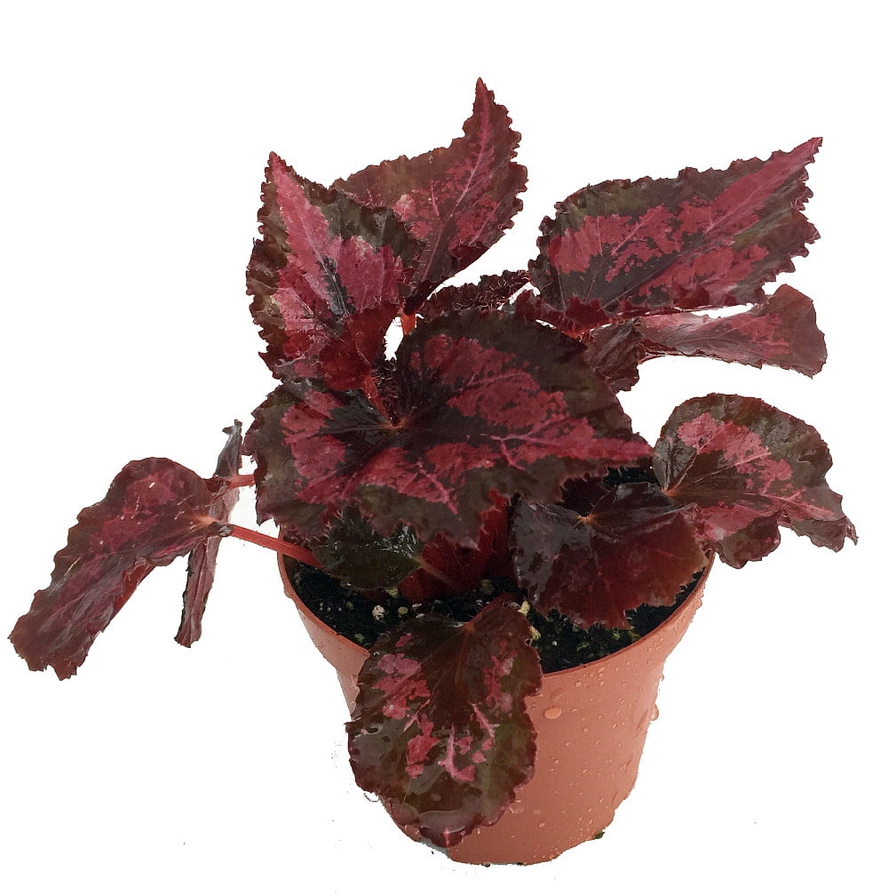 Red Robin Rex Begonia Plant - 4" Pot - Great Houseplant - Walmart.com