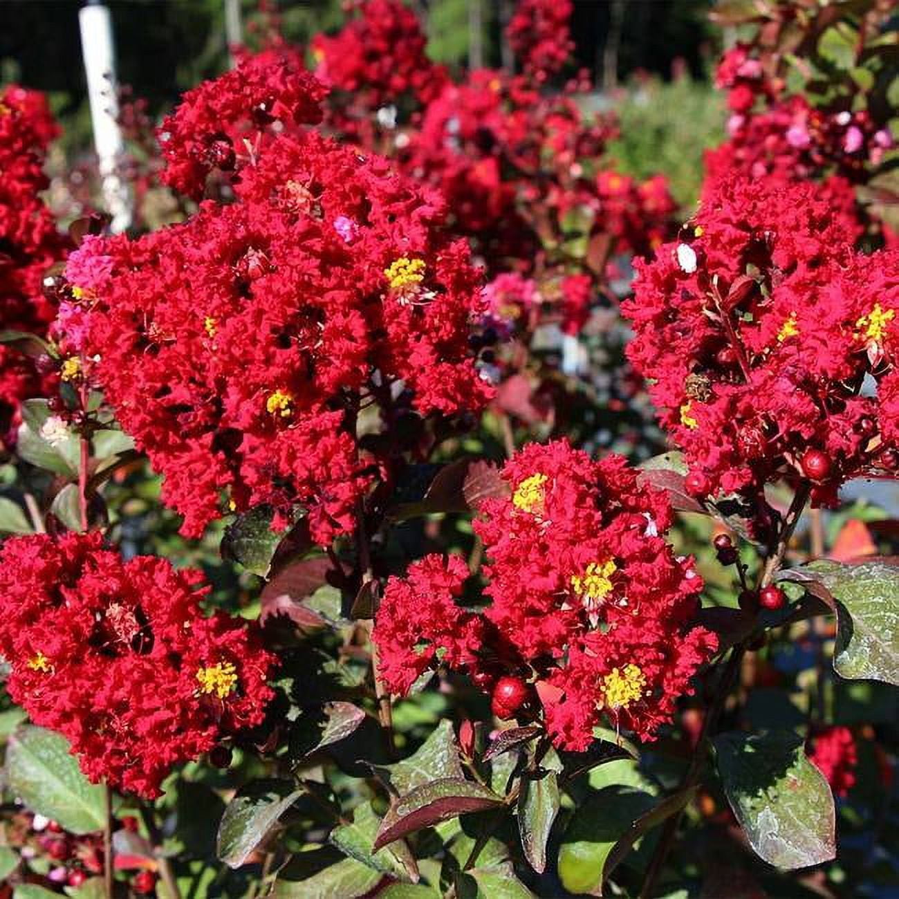 Red Rocket Crape Myrtle Liner - Walmart.com