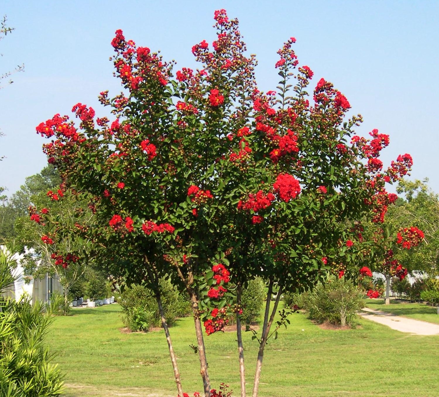 Red Rocket Crape Myrtle Tree - Live Plant - ( 1 QT ) - True Red Flowers - Walmart.com