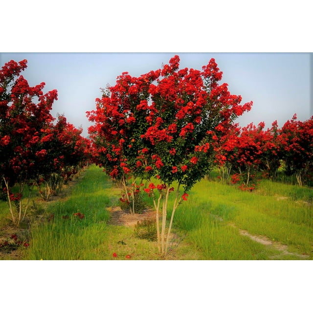 Red Rocket Crape Myrtle Tree - Live Plant ( 1 QT ) - Walmart.com