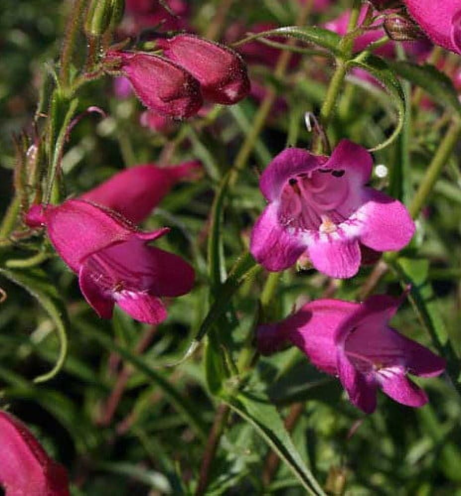Red Rocks Bearded Tongue Perennial - Live Plant for Outside Patio ...