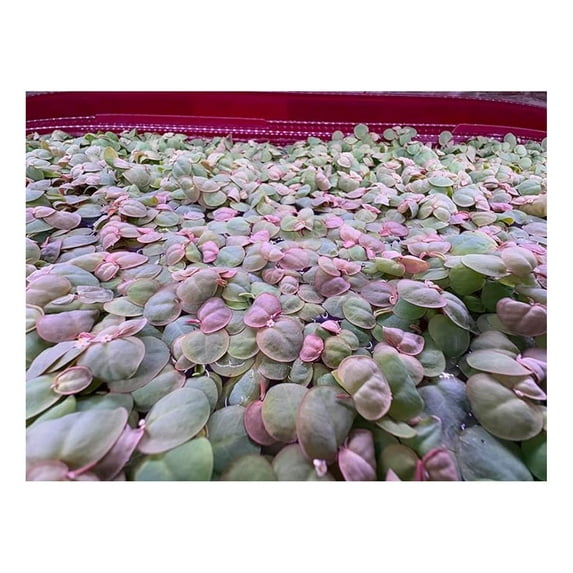 Red Root Floater Live Aquarium Plants, Phyllanthus Fluitans, 4 oz Cup ...