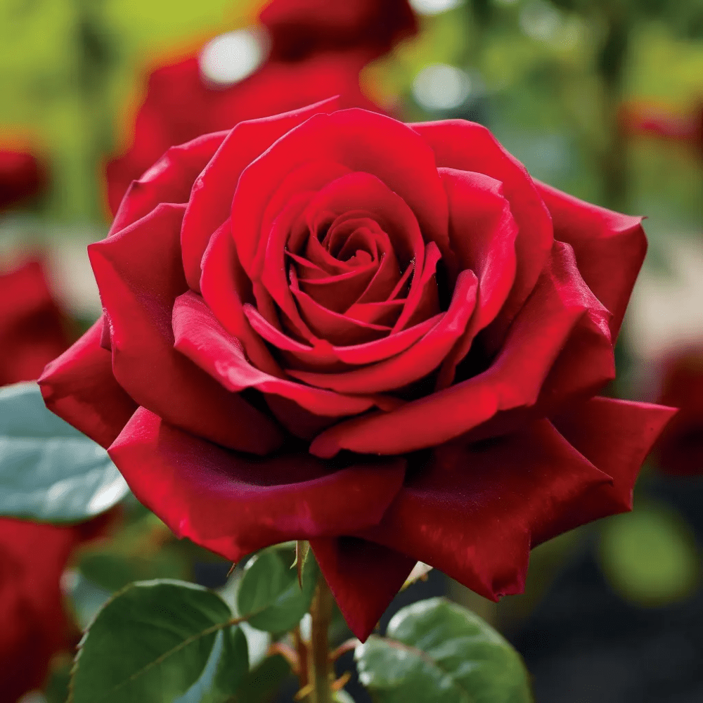 Red Rose Plant Live for Planting Indoor Outdoor, Climbing Rose Bush ...