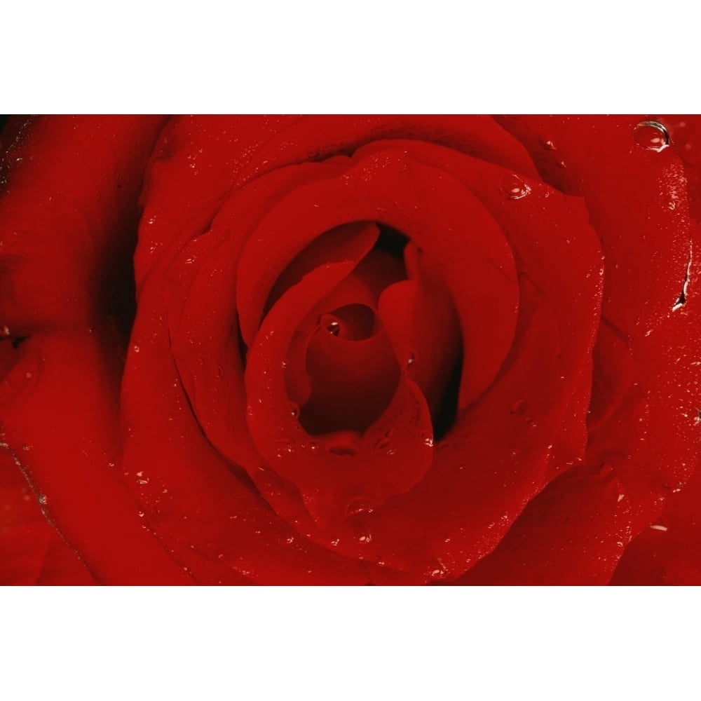 Red Rose Poster Print - Walmart.com
