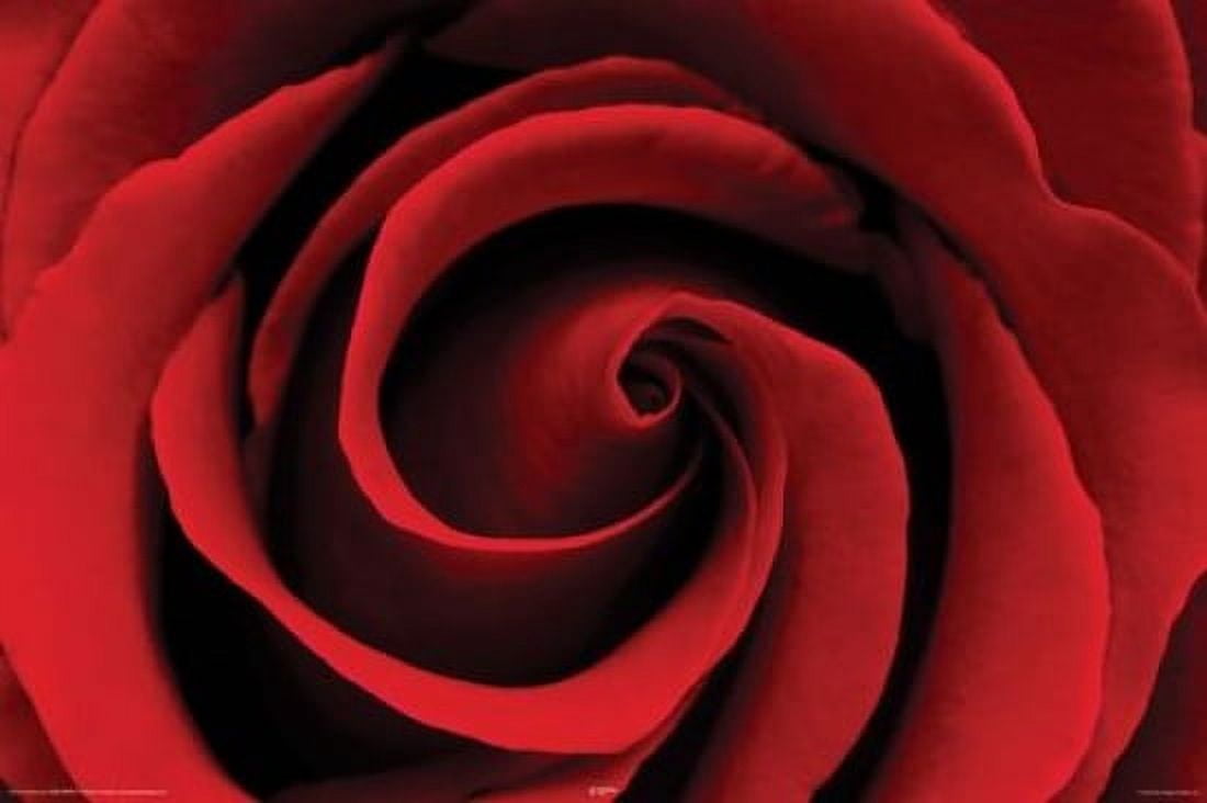 Red Rose - Rose Laminated Poster (24 x 36) - Walmart.com