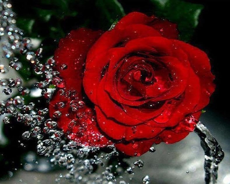 Red Rose & Water Splash Puzzles for Adults 500 Pieces, Garden Jigsaw ...